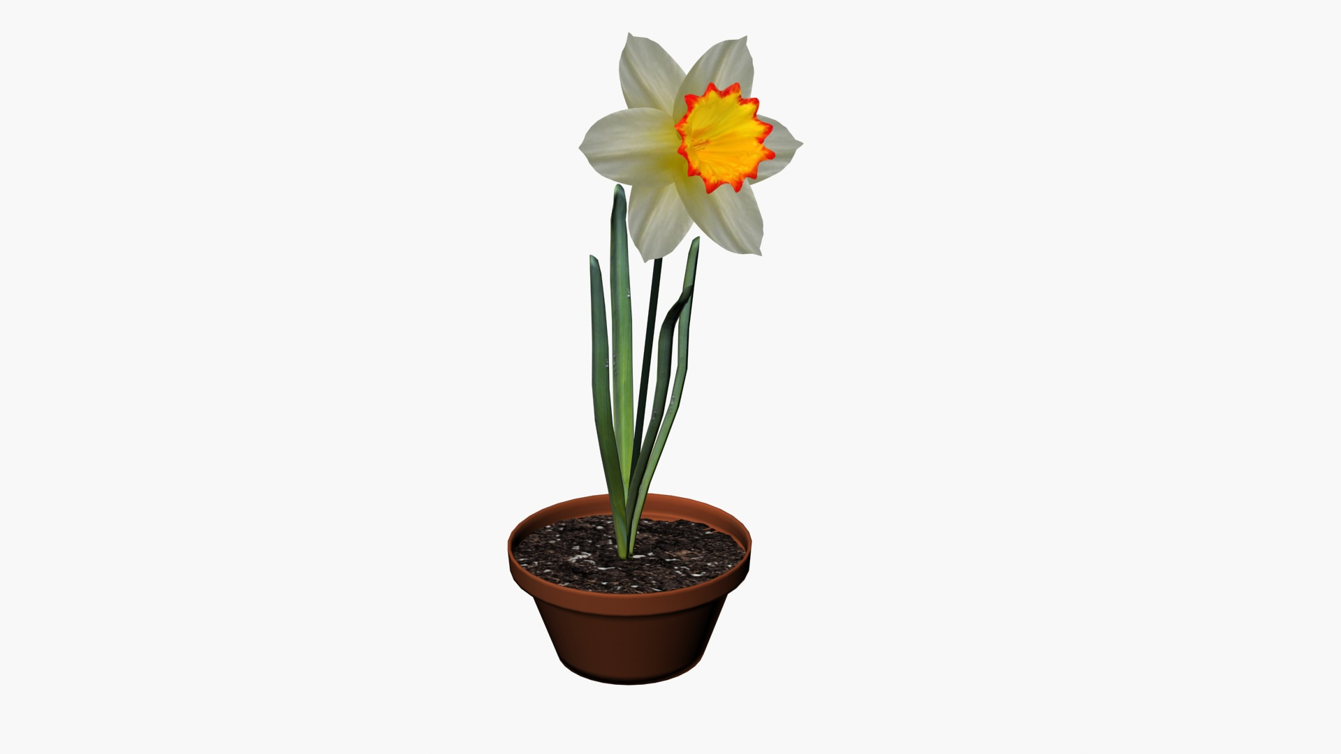 3D Daffodil Flower - TurboSquid 2210877