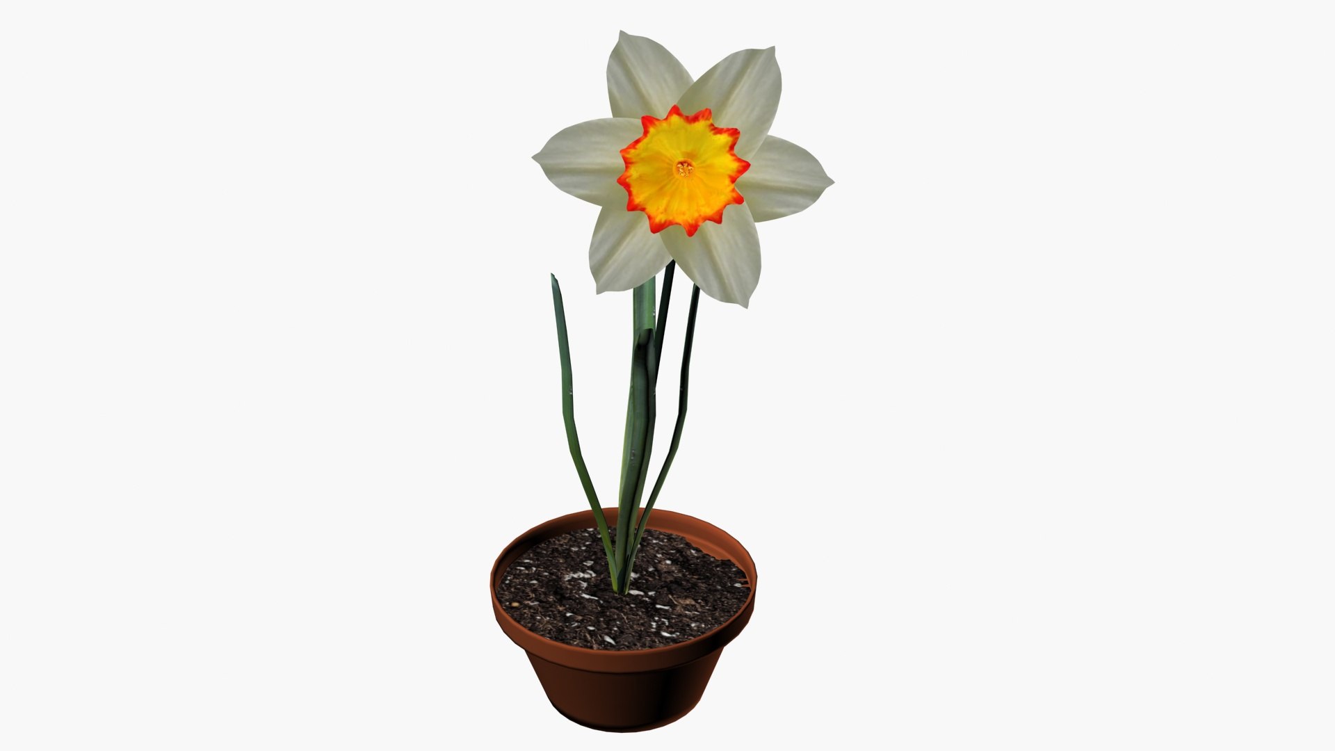3D Daffodil Flower - TurboSquid 2210877