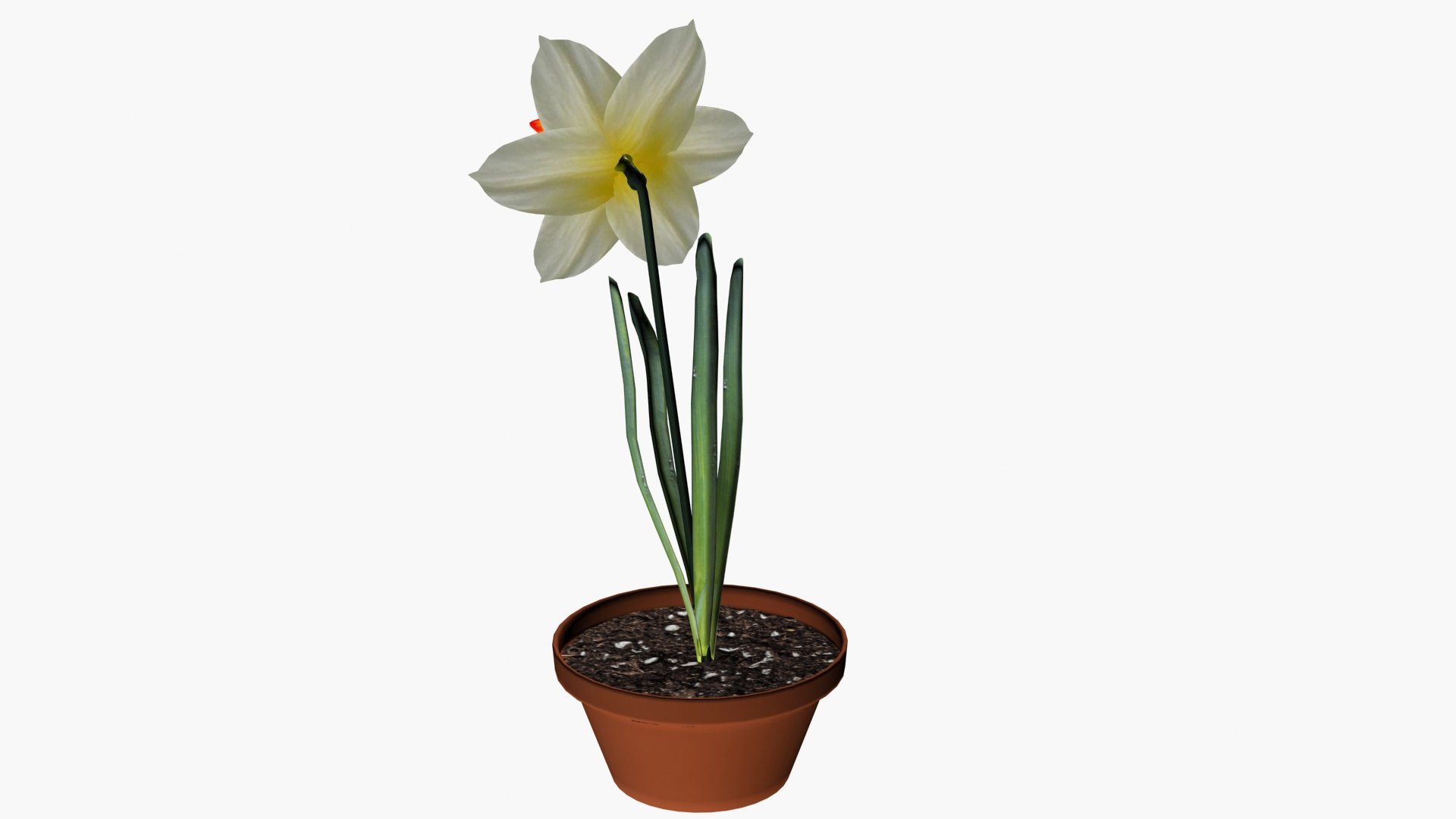 3D Daffodil Flower - TurboSquid 2210877