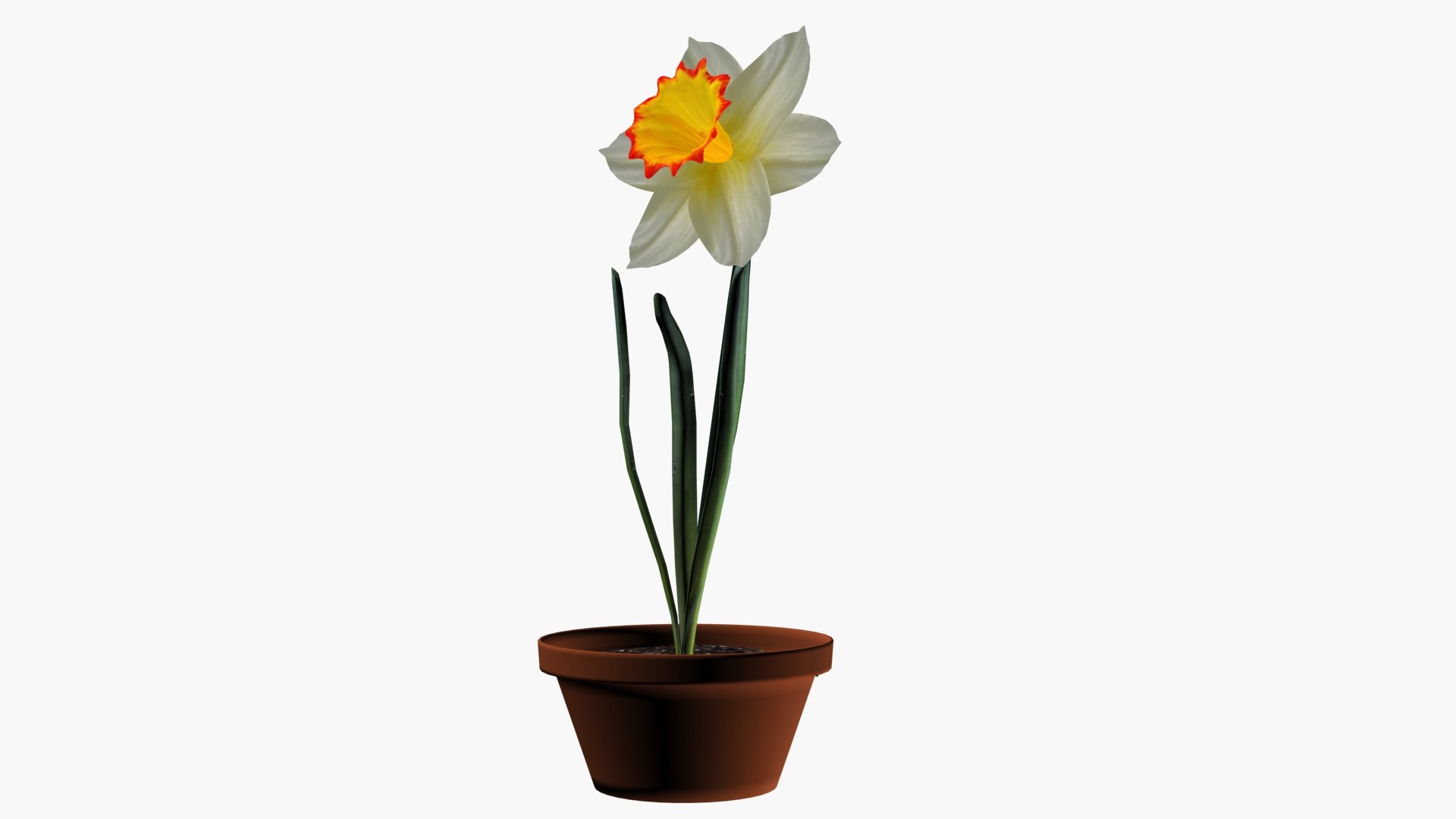3D Daffodil Flower - TurboSquid 2210877