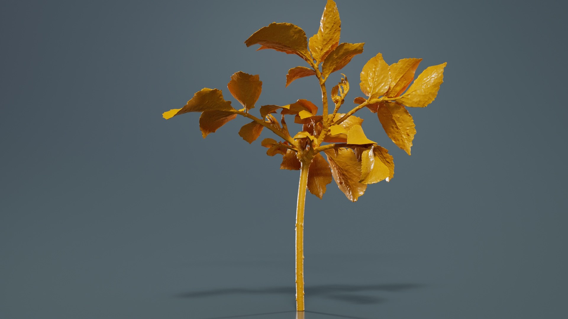 3D Sambucus Nigra Common Elder Viburnaceae Sprout Remastered Model ...