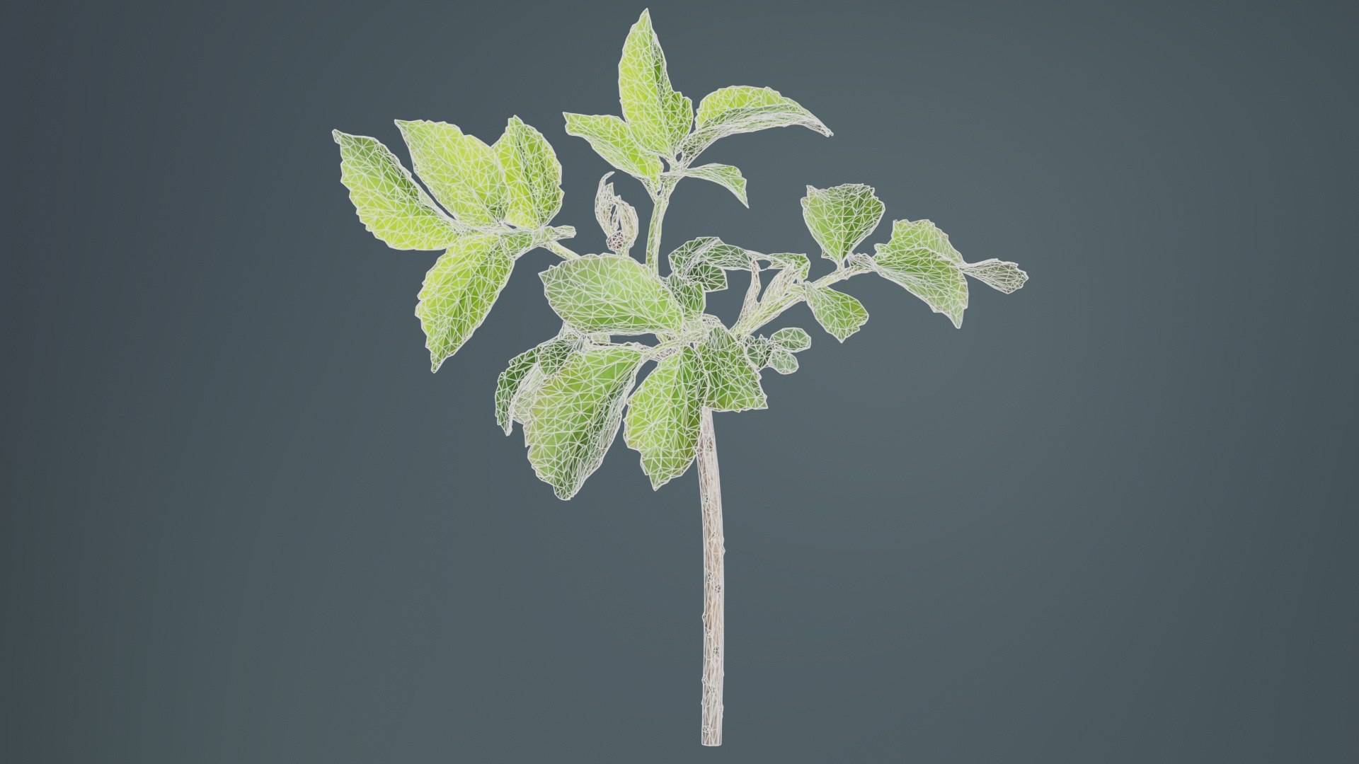 3D Sambucus Nigra Common Elder Viburnaceae Sprout Remastered Model ...