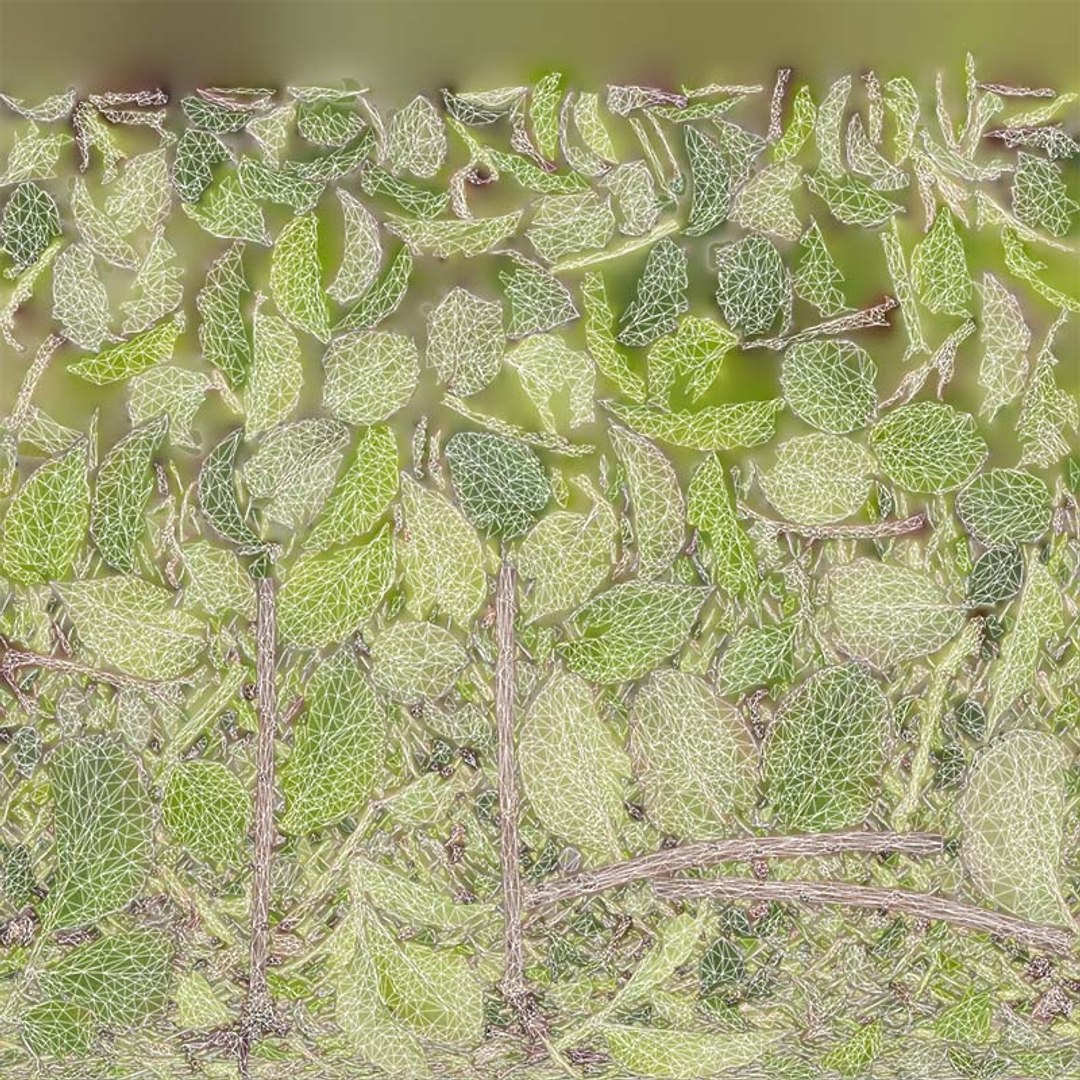 3D Sambucus Nigra Common Elder Viburnaceae Sprout Remastered Model ...