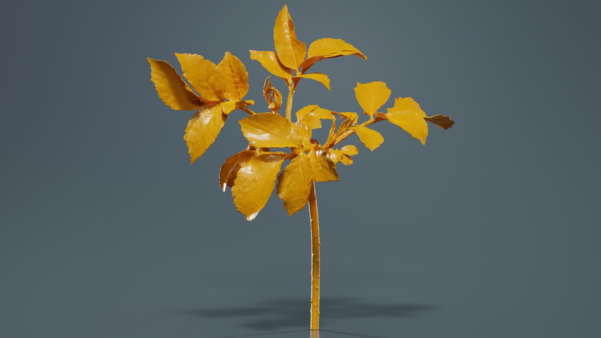 3D Sambucus Nigra Common Elder Viburnaceae Sprout Remastered Model ...