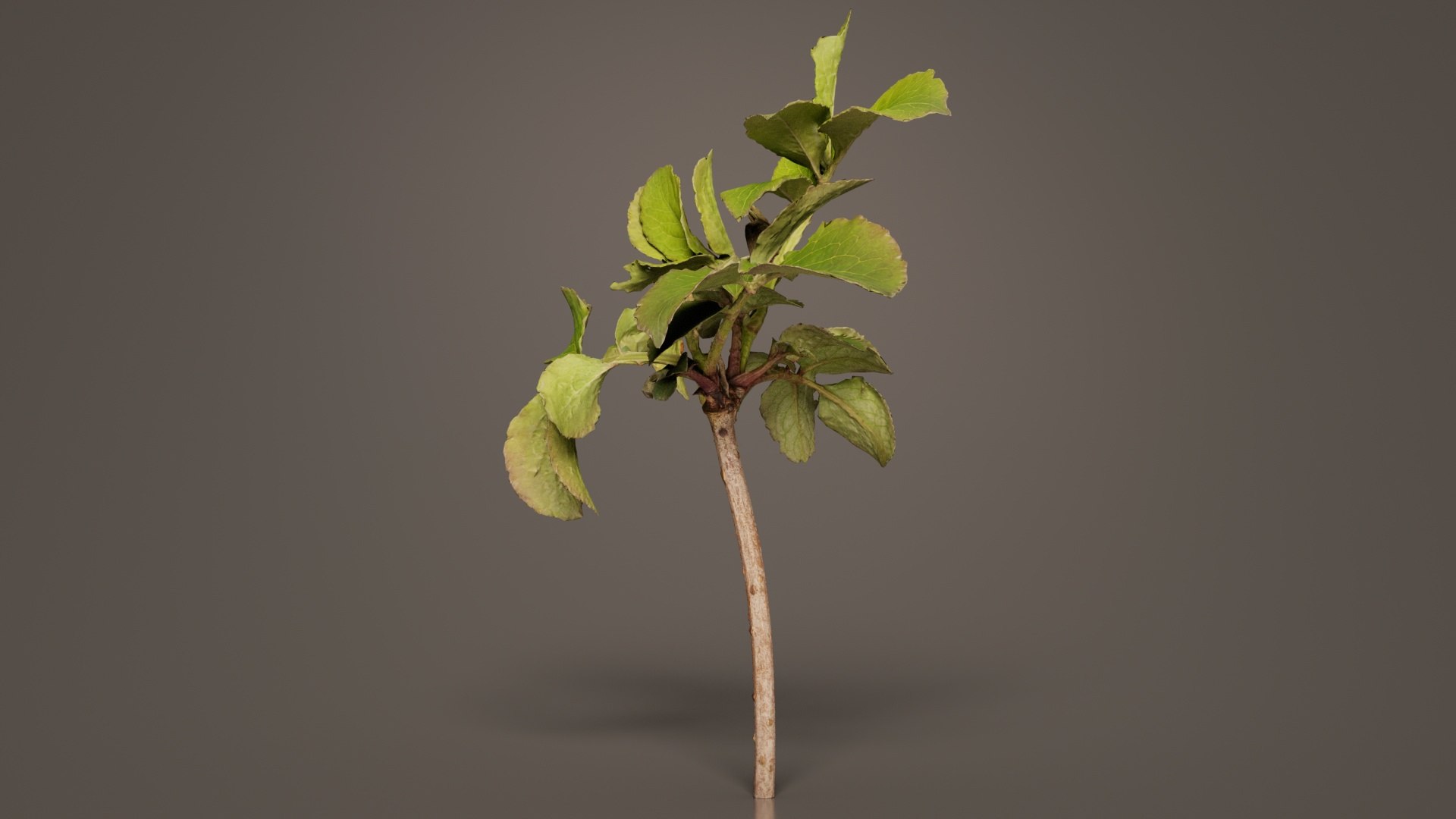 3D Sambucus Nigra Common Elder Viburnaceae Sprout Remastered Model ...