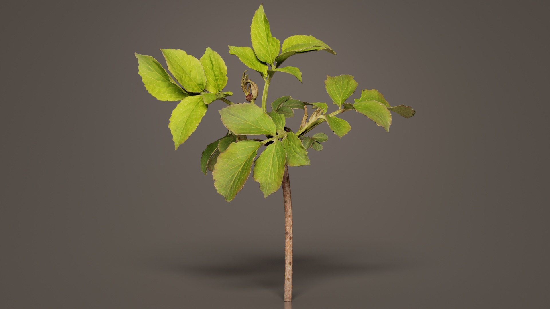 3D Sambucus Nigra Common Elder Viburnaceae Sprout Remastered Model ...