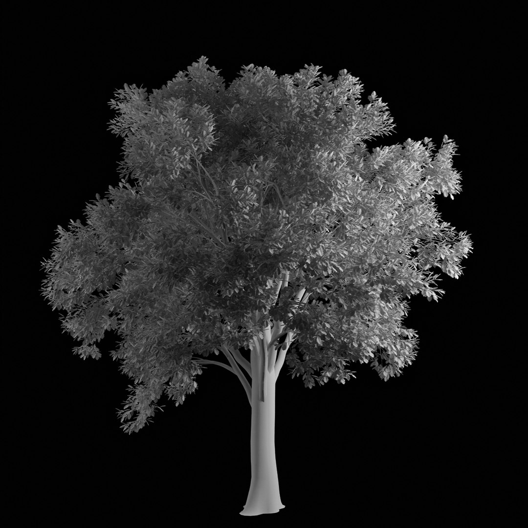 3d Oak Tree Model
