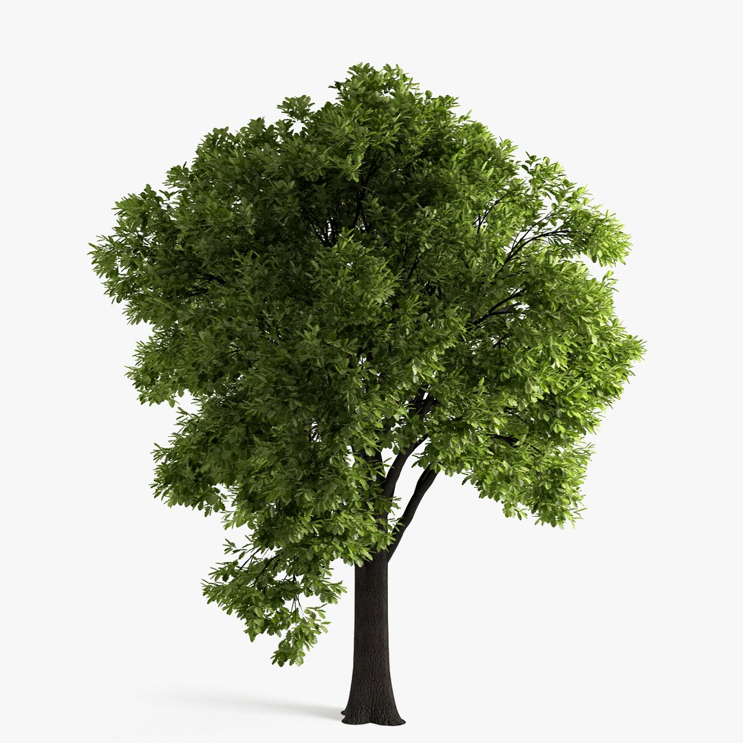 3d Oak Tree Model