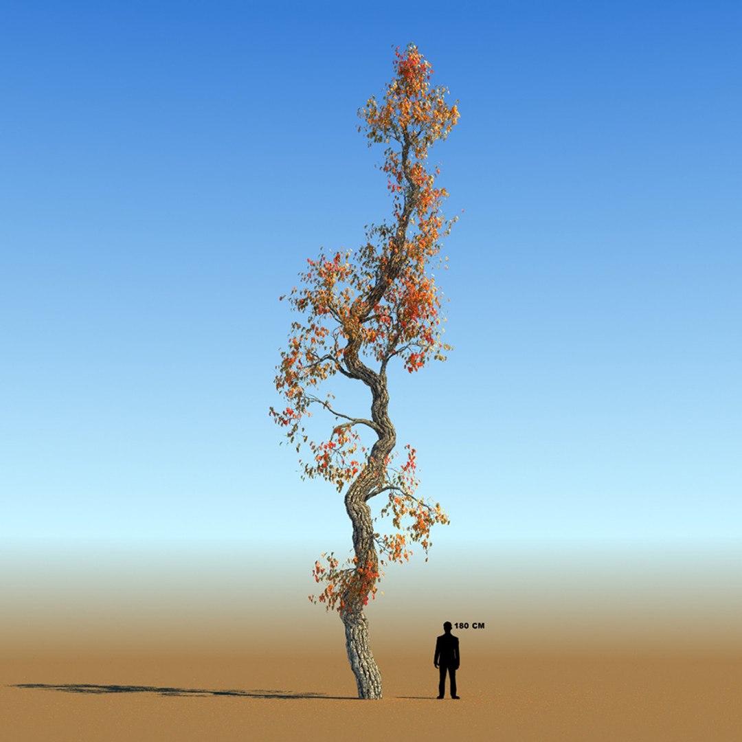 broadleaf leaf tree 3d model