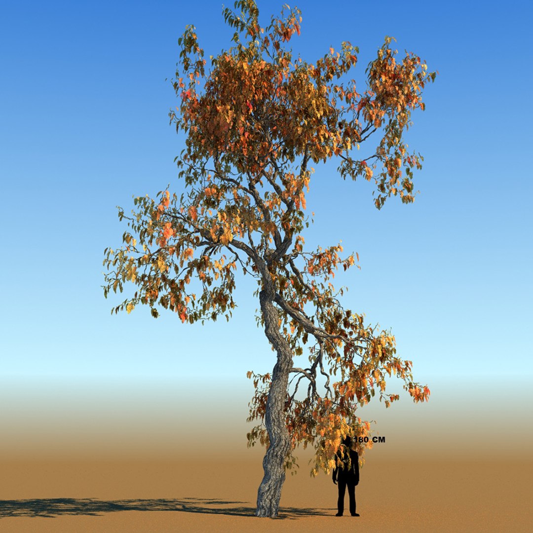 broadleaf leaf tree 3d model