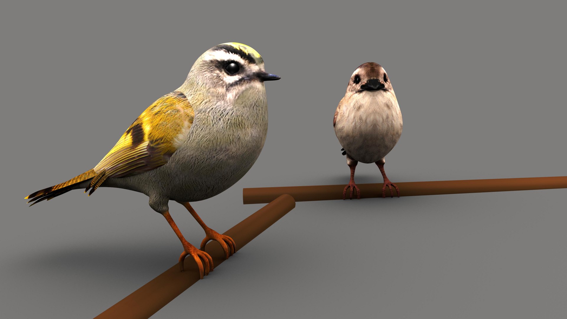 3D Homeothermy Birds - TurboSquid 1793486