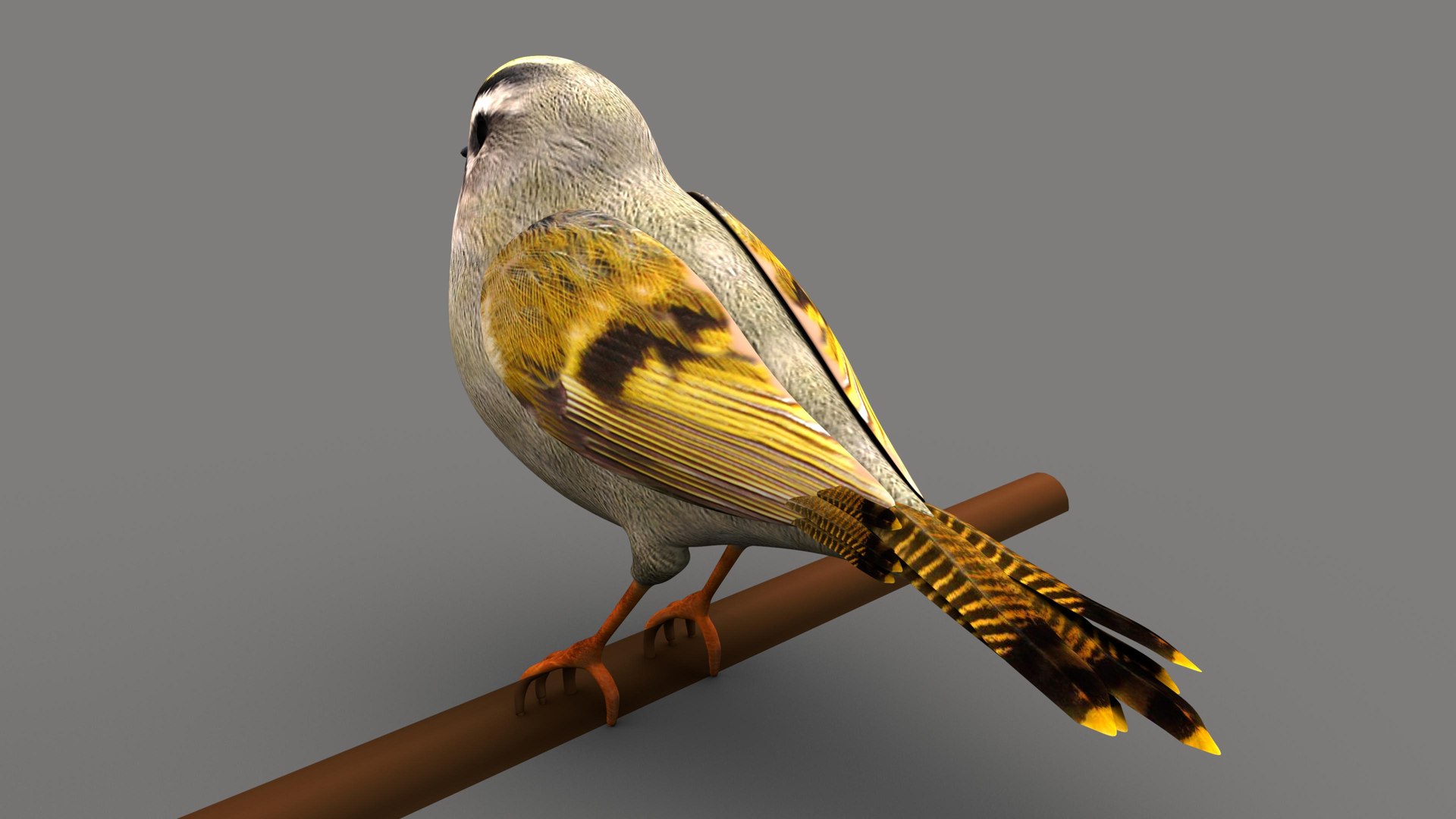 3D Homeothermy Birds - TurboSquid 1793486