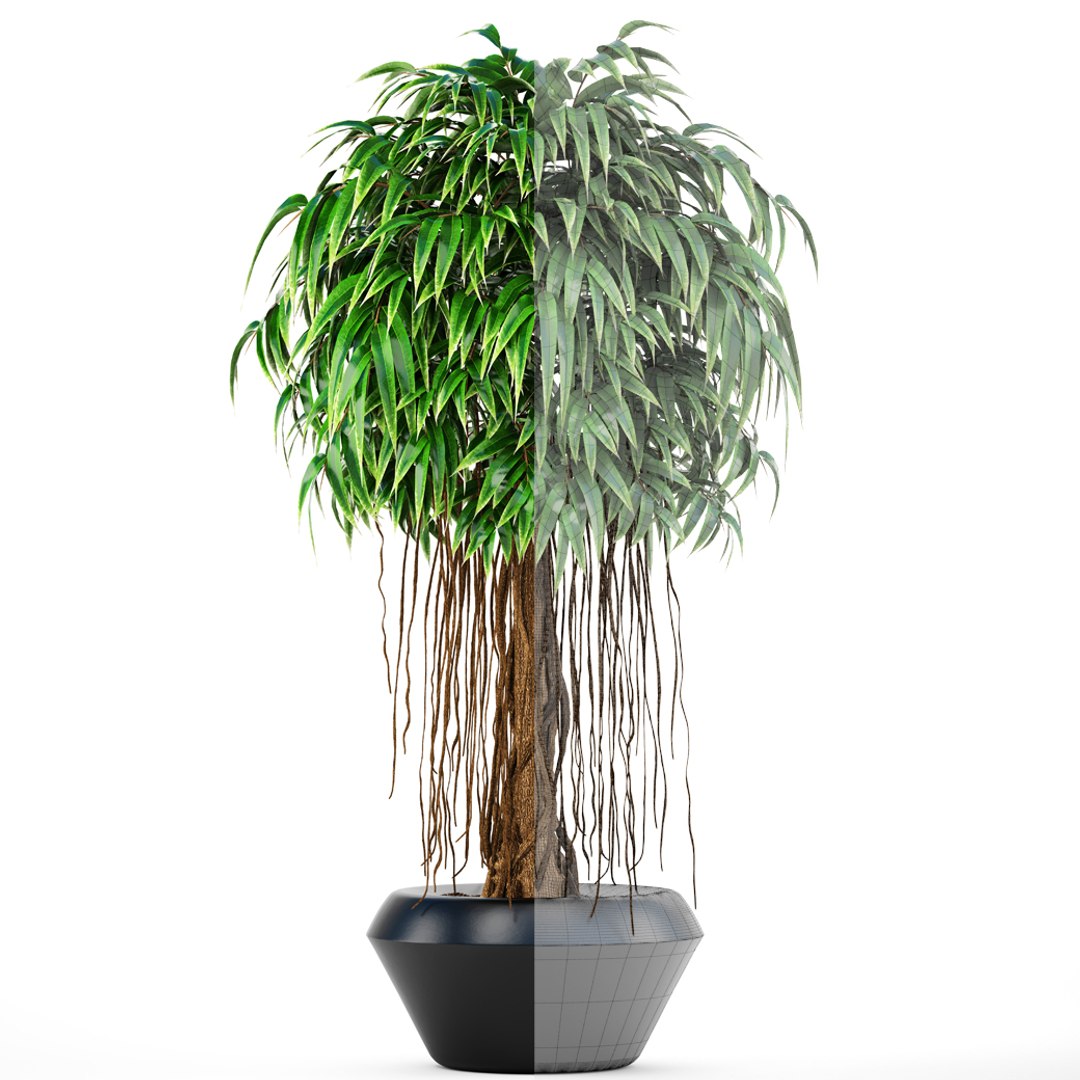 Ficus Alii Tree 3D Model - TurboSquid 1228103