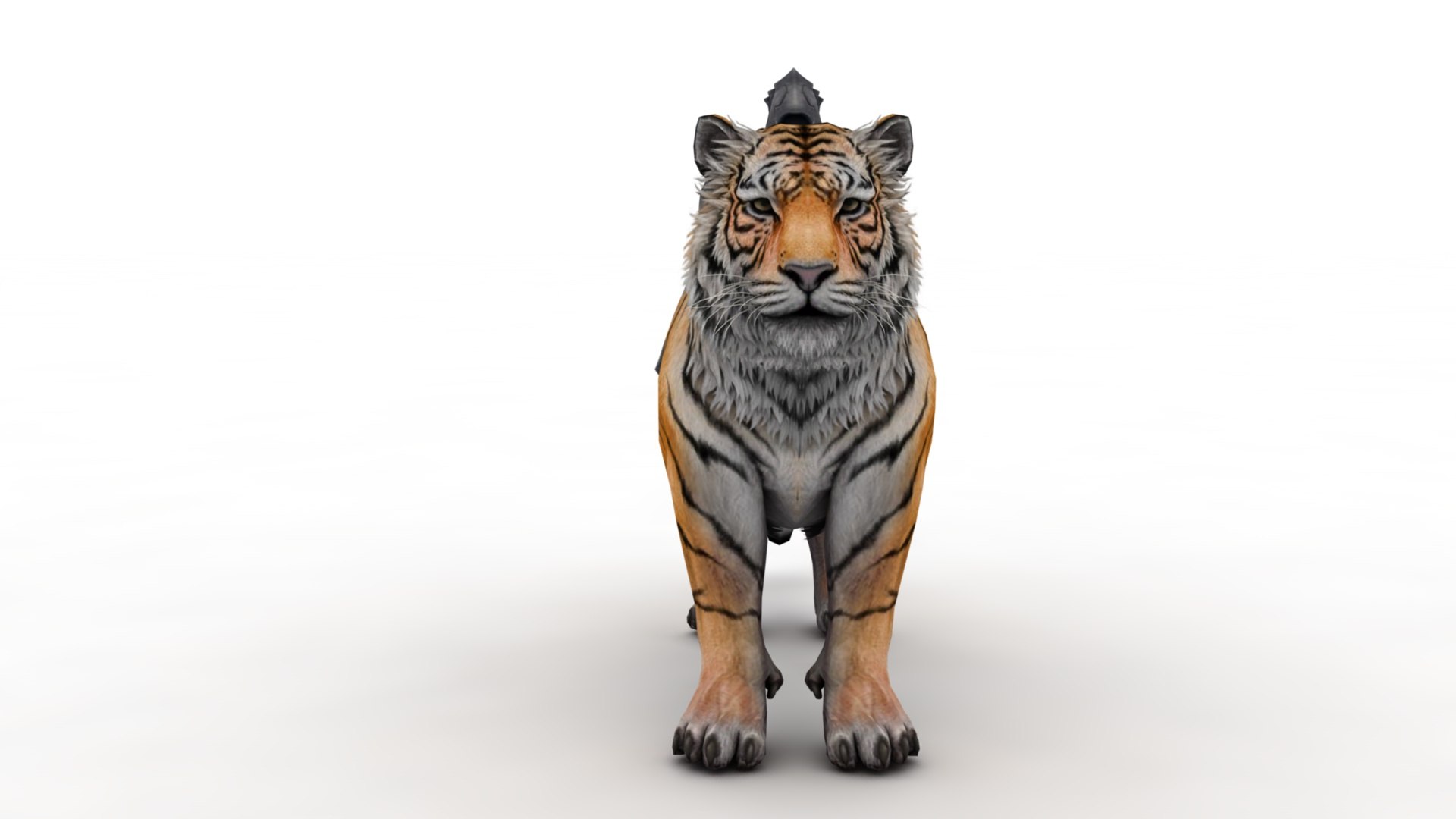 3D Tiger - TurboSquid 1993406