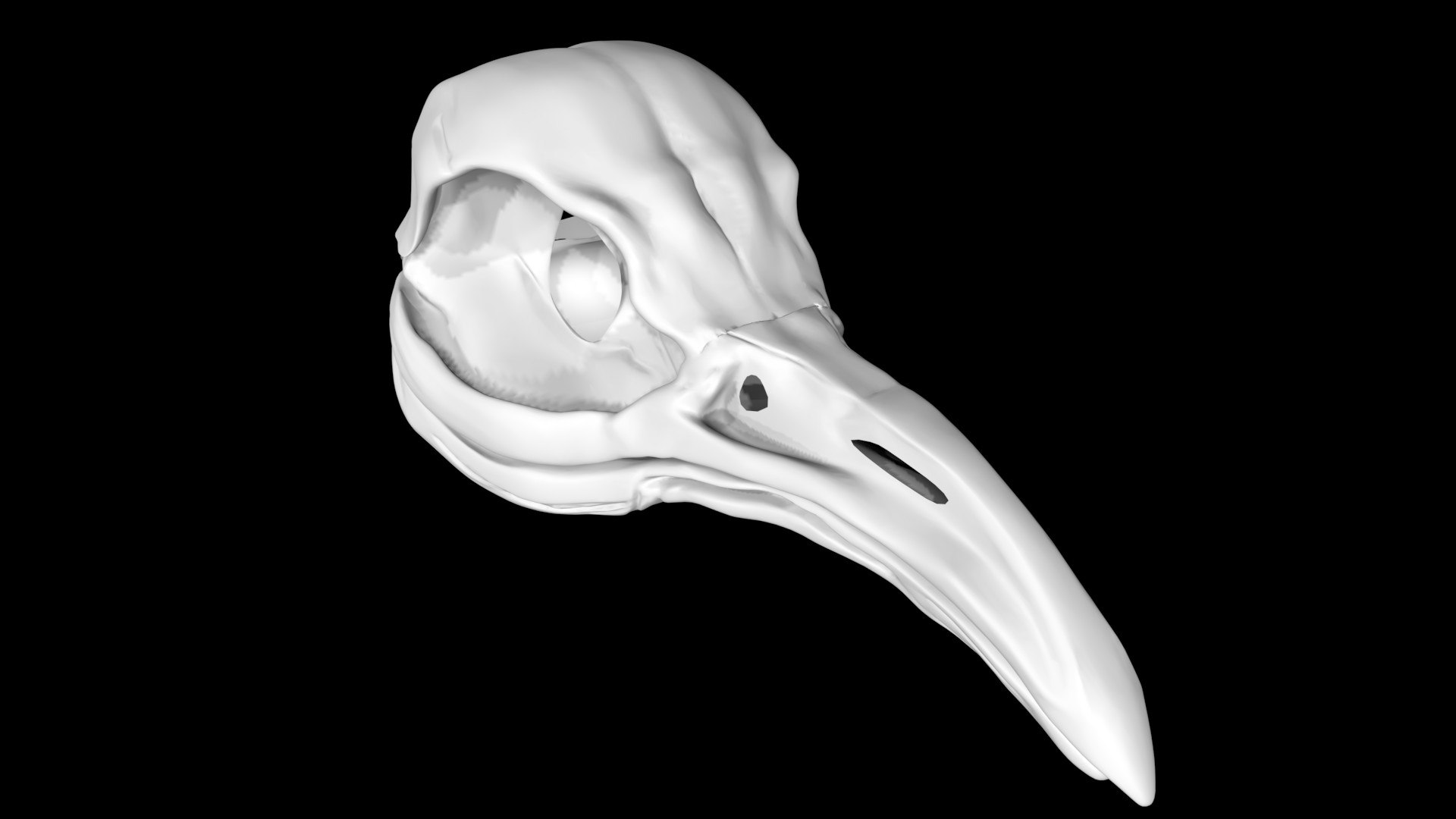 Penguin Skull 3D - TurboSquid 1887432