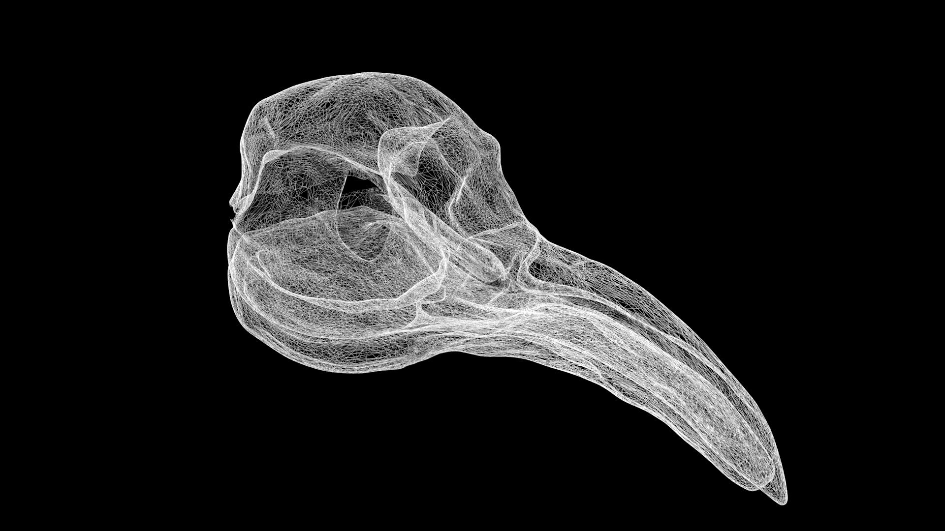 Penguin Skull 3D - TurboSquid 1887432