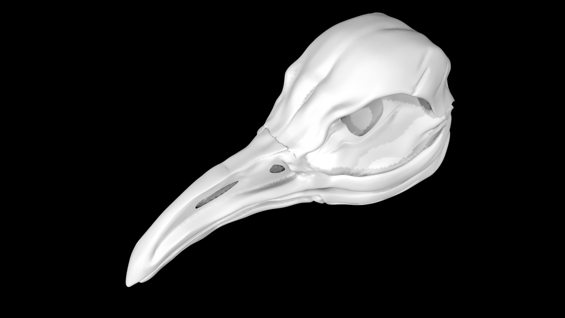 Penguin Skull 3D - TurboSquid 1887432