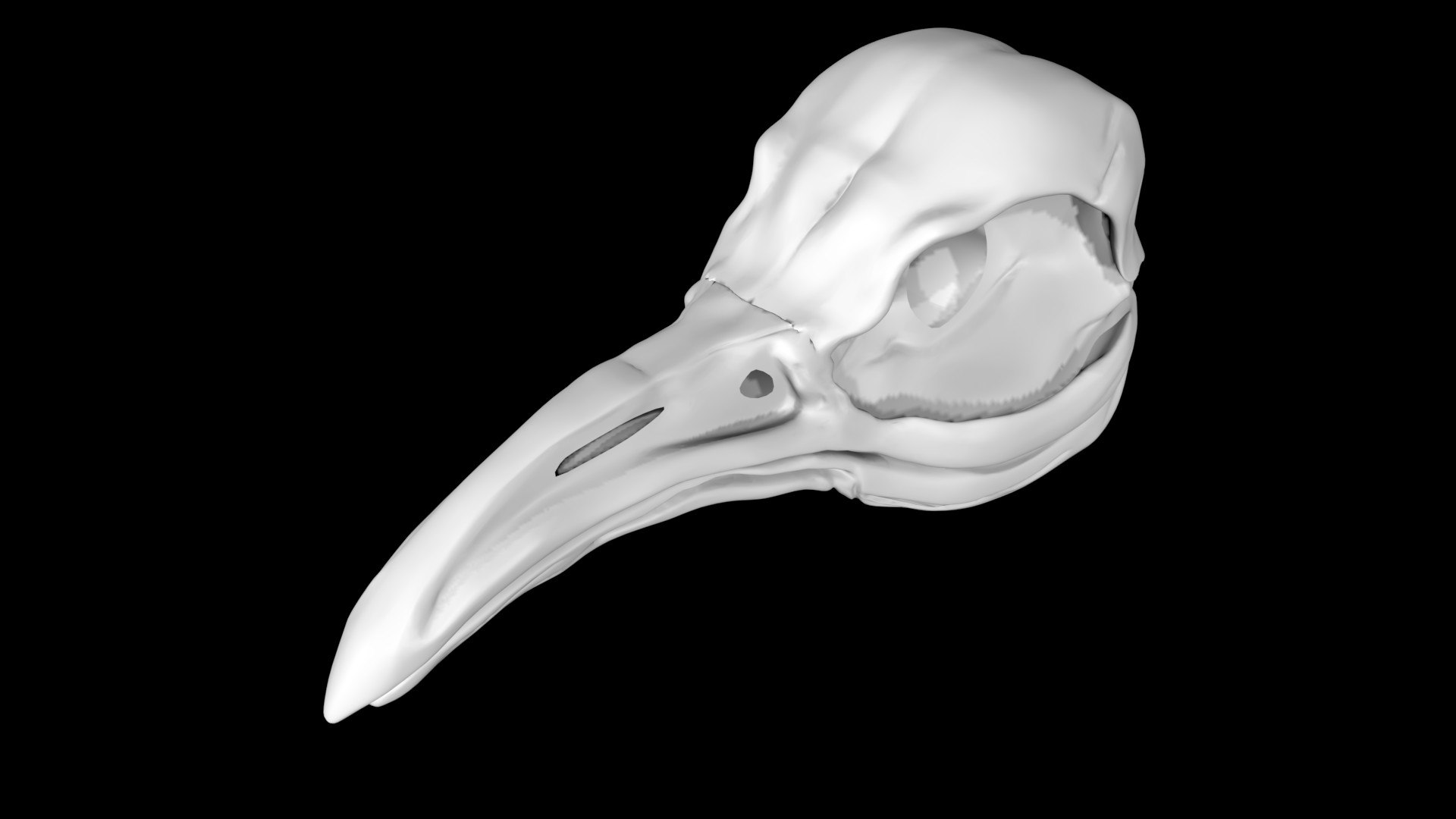 Penguin Skull 3D - TurboSquid 1887432