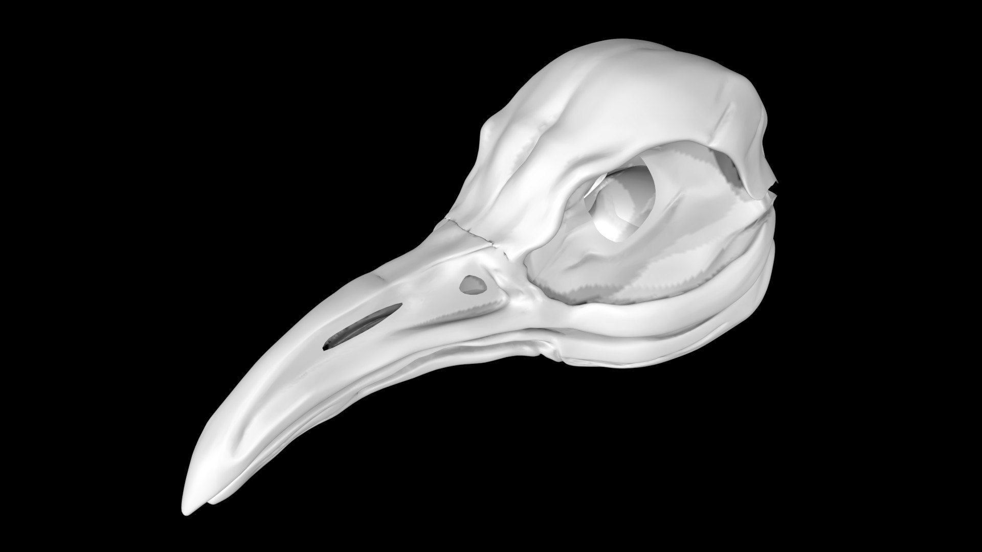 Penguin Skull 3D - TurboSquid 1887432