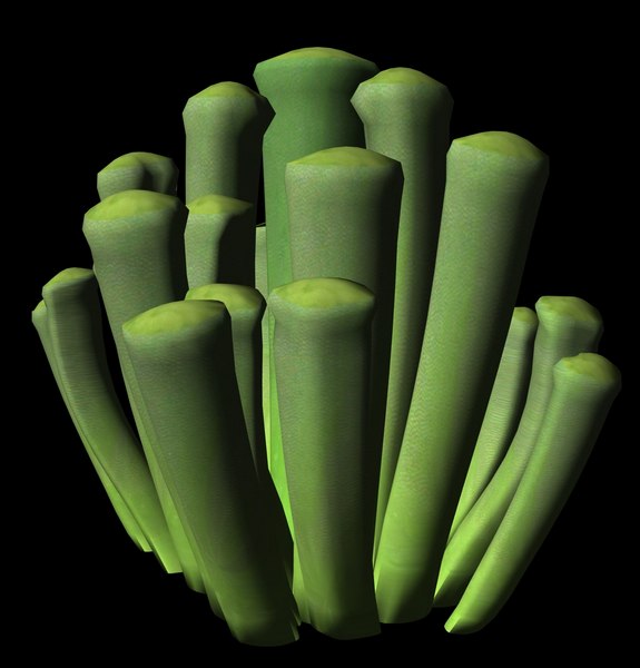 fritia pulchra Modelo 3D - TurboSquid 159123