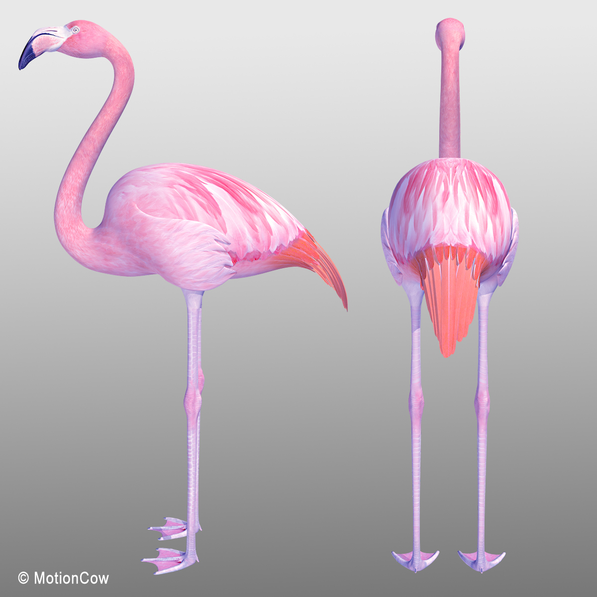 3d realistic pink flamingo model