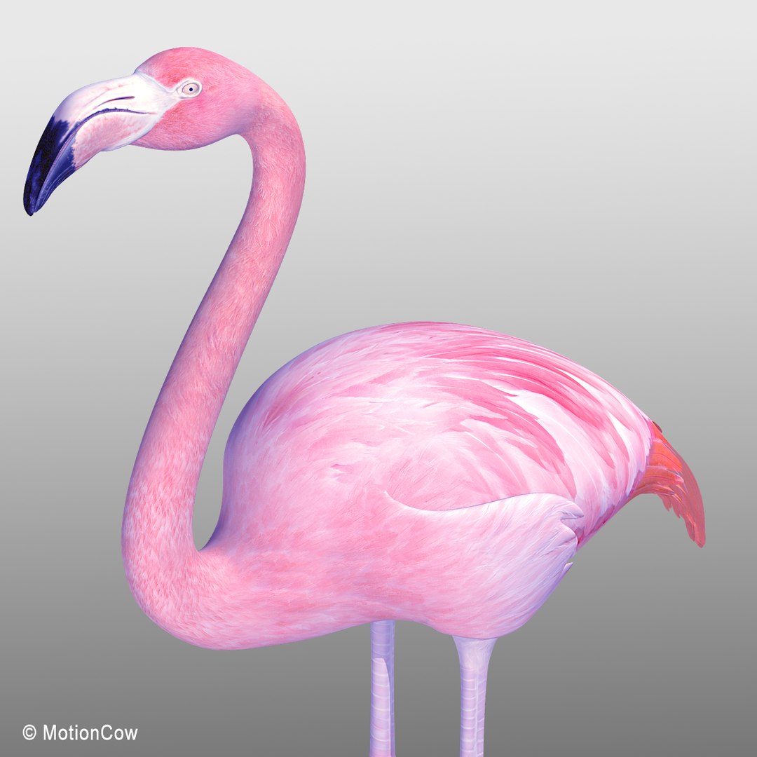 3d realistic pink flamingo model