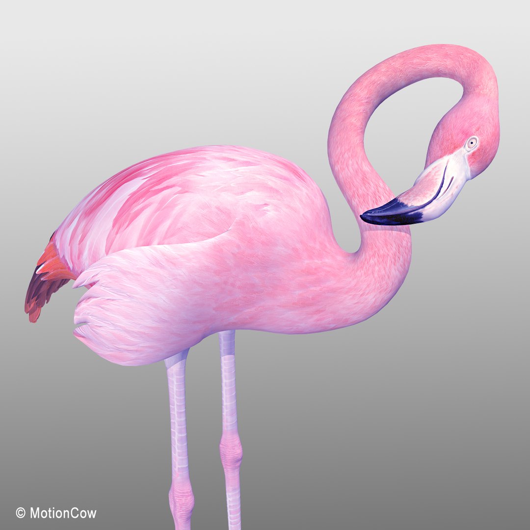 3d realistic pink flamingo model