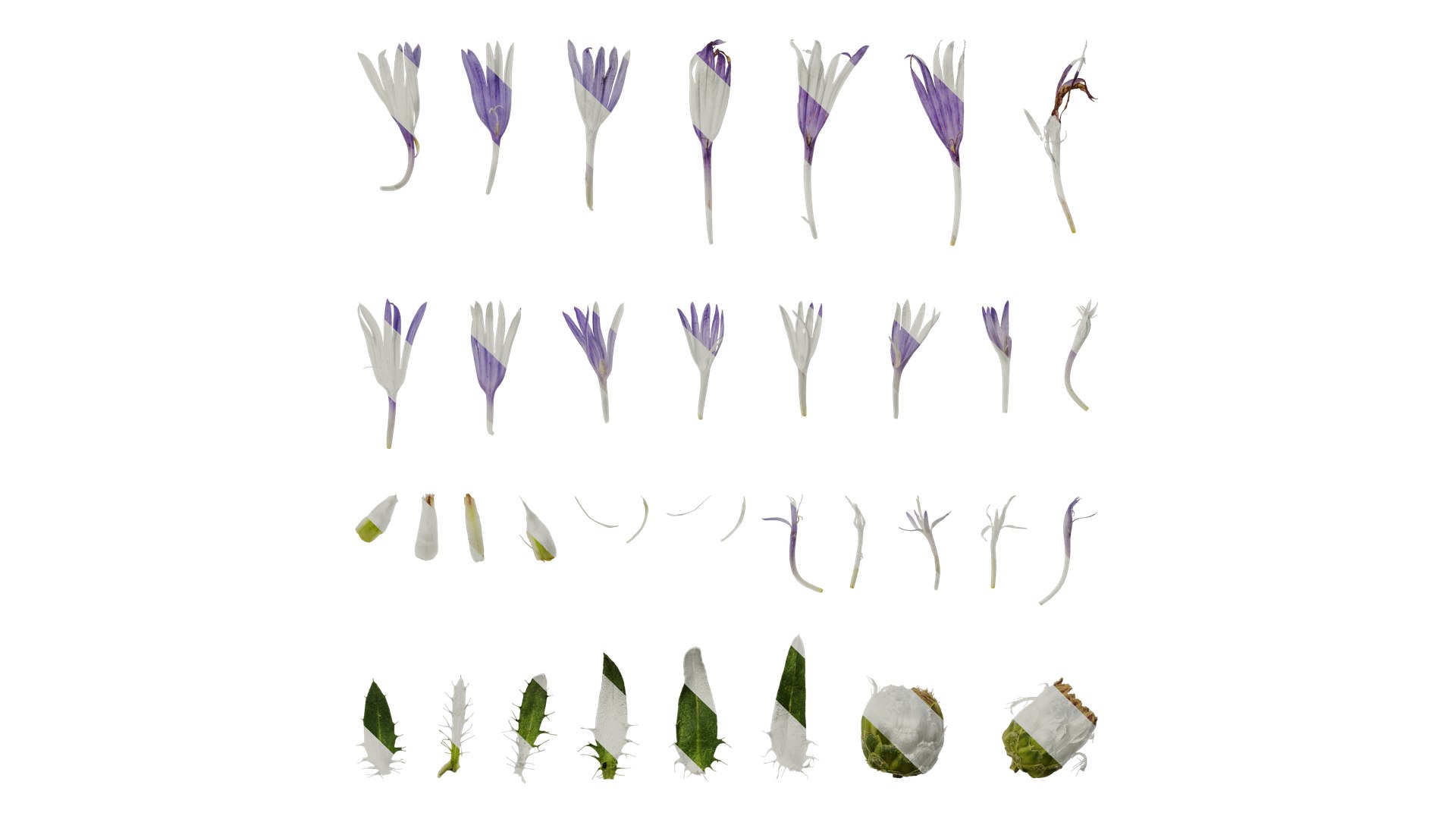 Anydrafts Centaurea Cyanus Blue Diadem Flower 02 Textures 3D Model ...