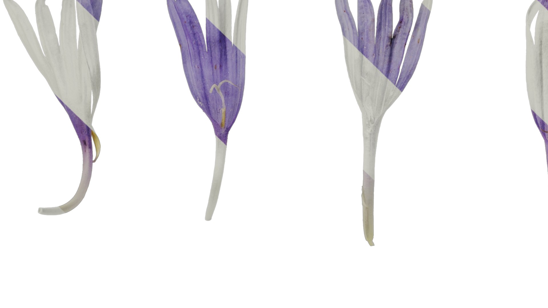 Anydrafts Centaurea Cyanus Blue Diadem Flower 02 Textures 3D Model ...