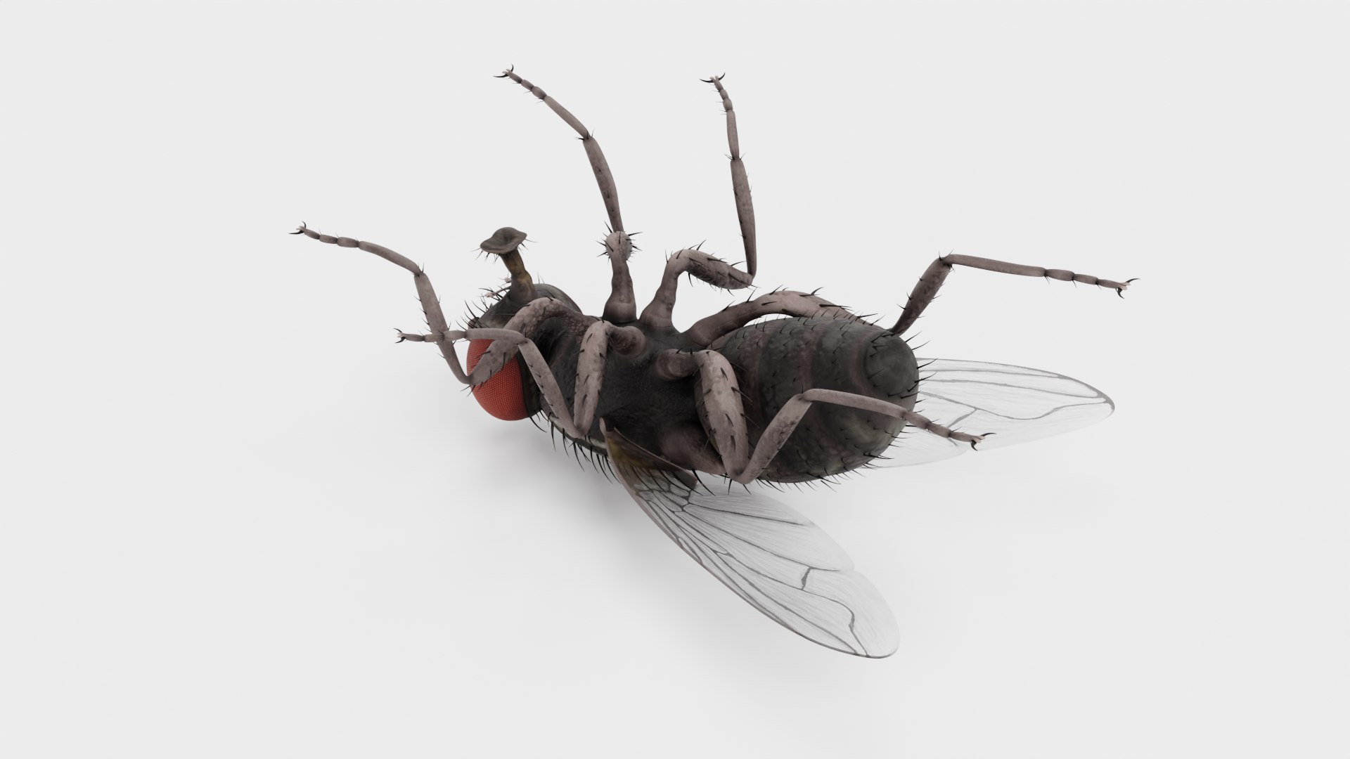 Common Fly 3D Model - TurboSquid 2228146