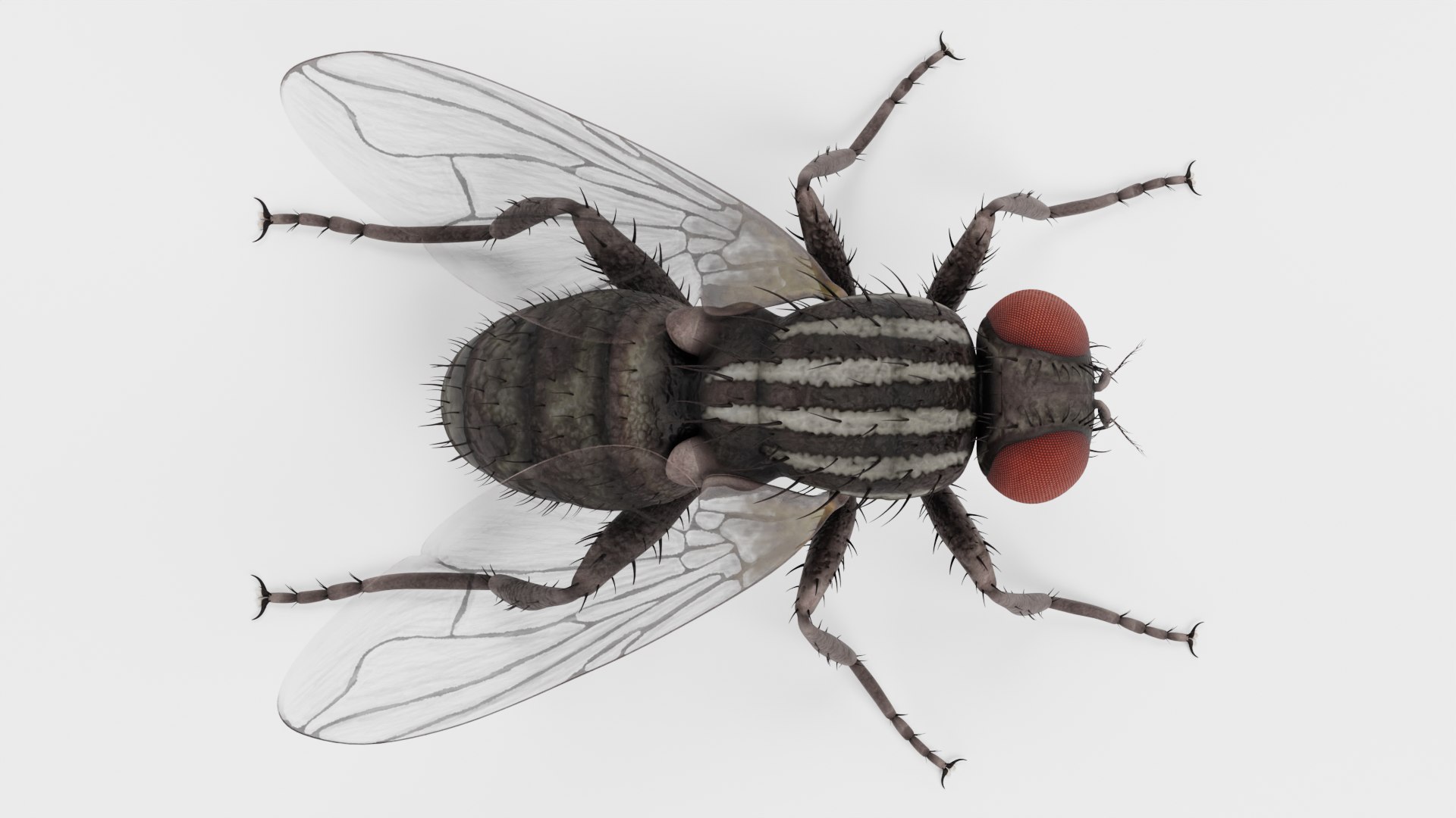 Common Fly 3D Model - TurboSquid 2228146