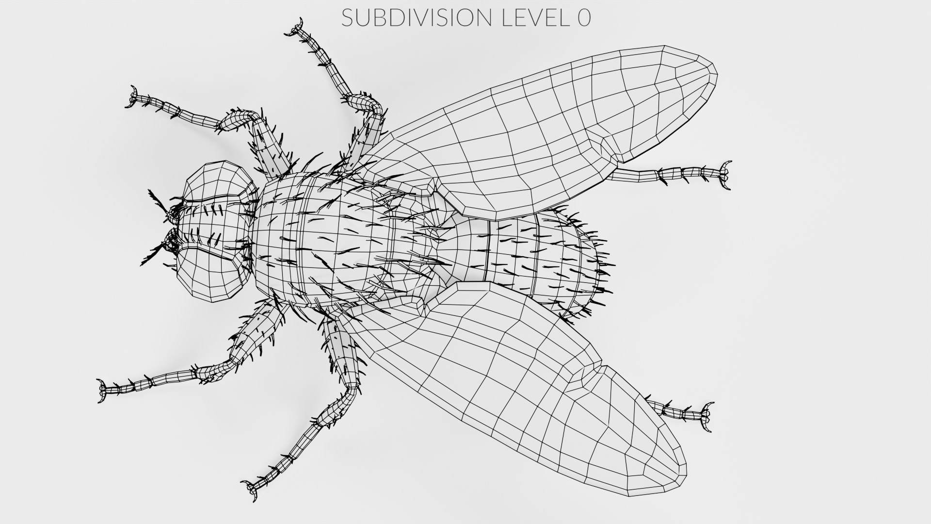 Common Fly 3D Model - TurboSquid 2228146