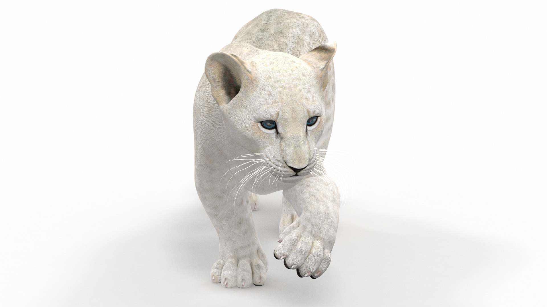 White Lion Cub Rigged 3D Model - TurboSquid 1463527