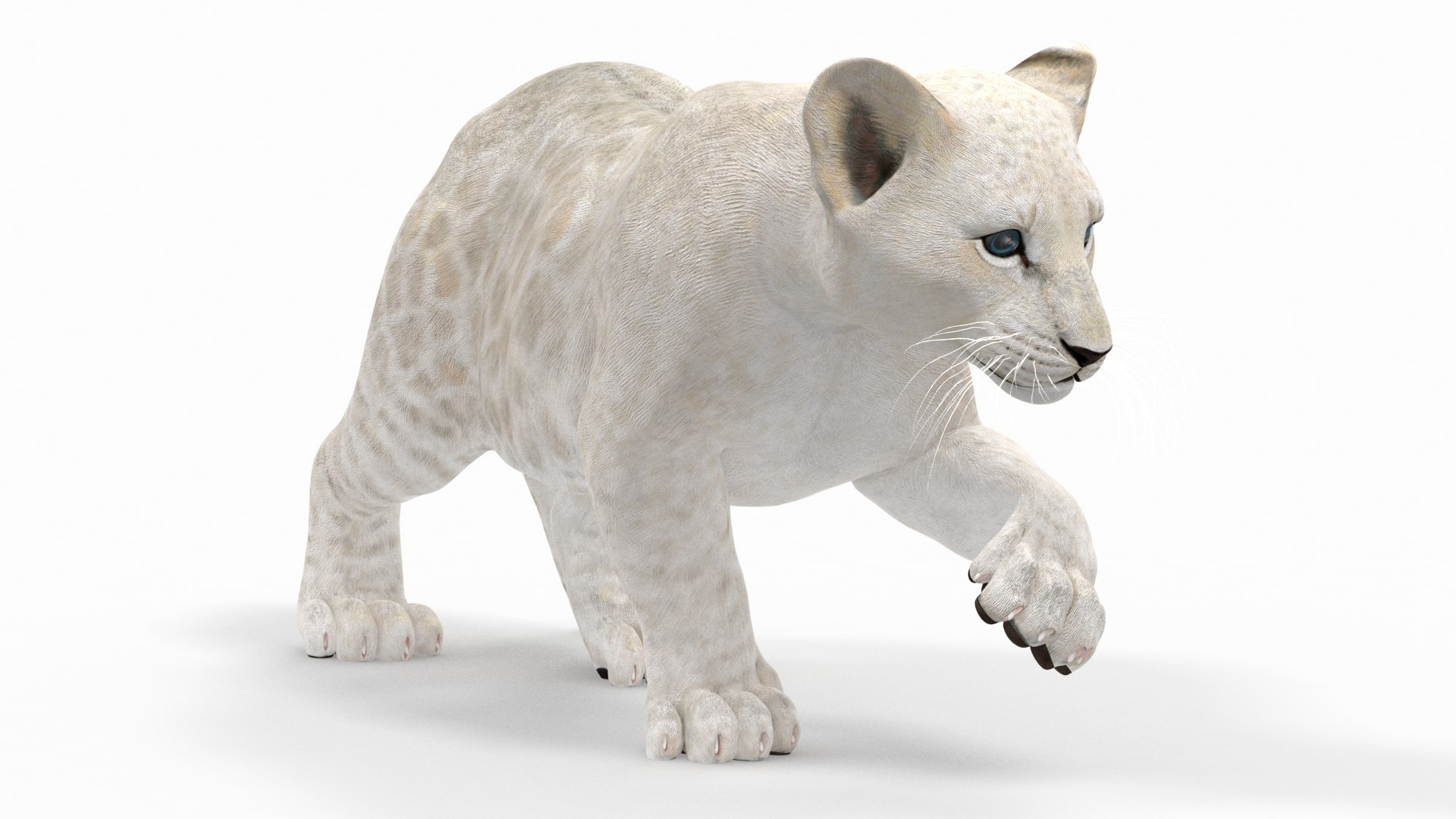 White Lion Cub Rigged 3D Model - TurboSquid 1463527