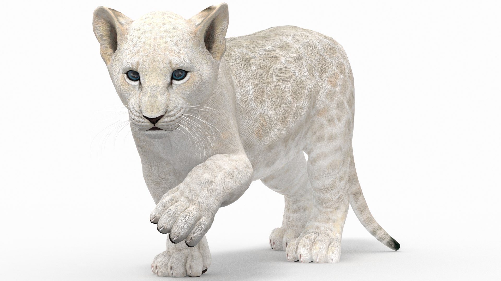 White Lion Cub Rigged 3D Model - TurboSquid 1463527