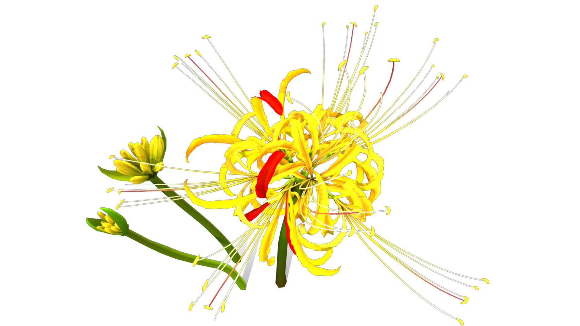 3D Flower Lycoris Radiata Model - TurboSquid 2133061