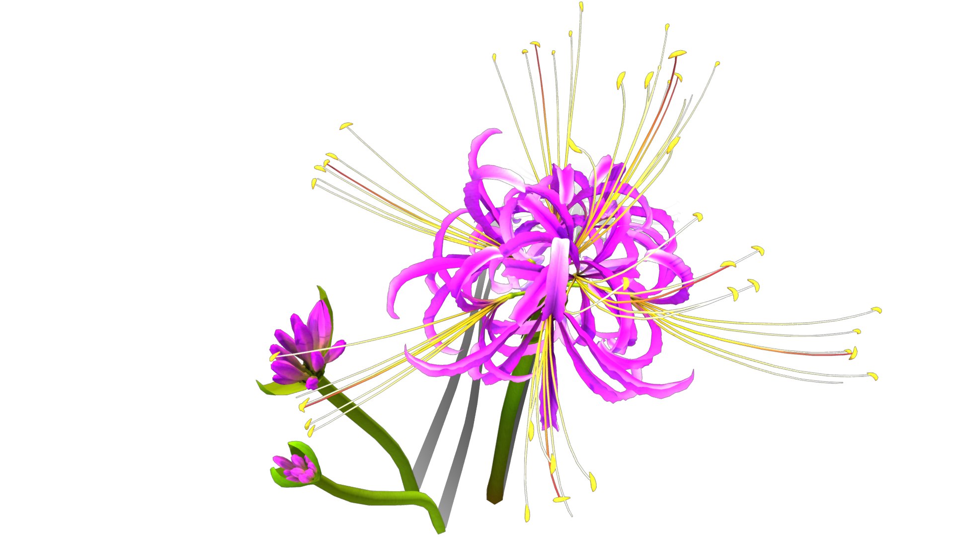 3D Flower Lycoris Radiata Model - TurboSquid 2133061
