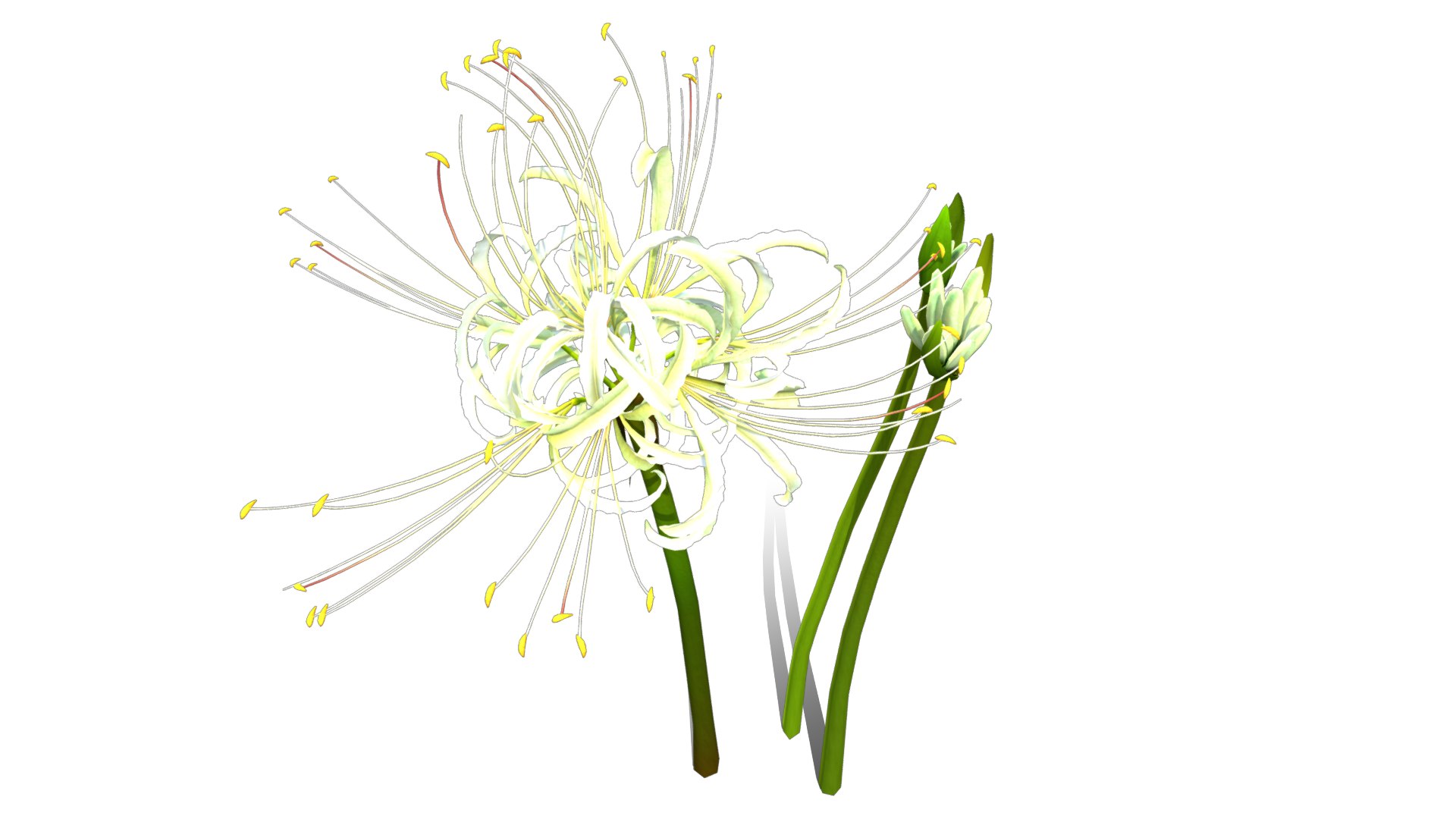 3D Flower Lycoris Radiata Model - TurboSquid 2133061