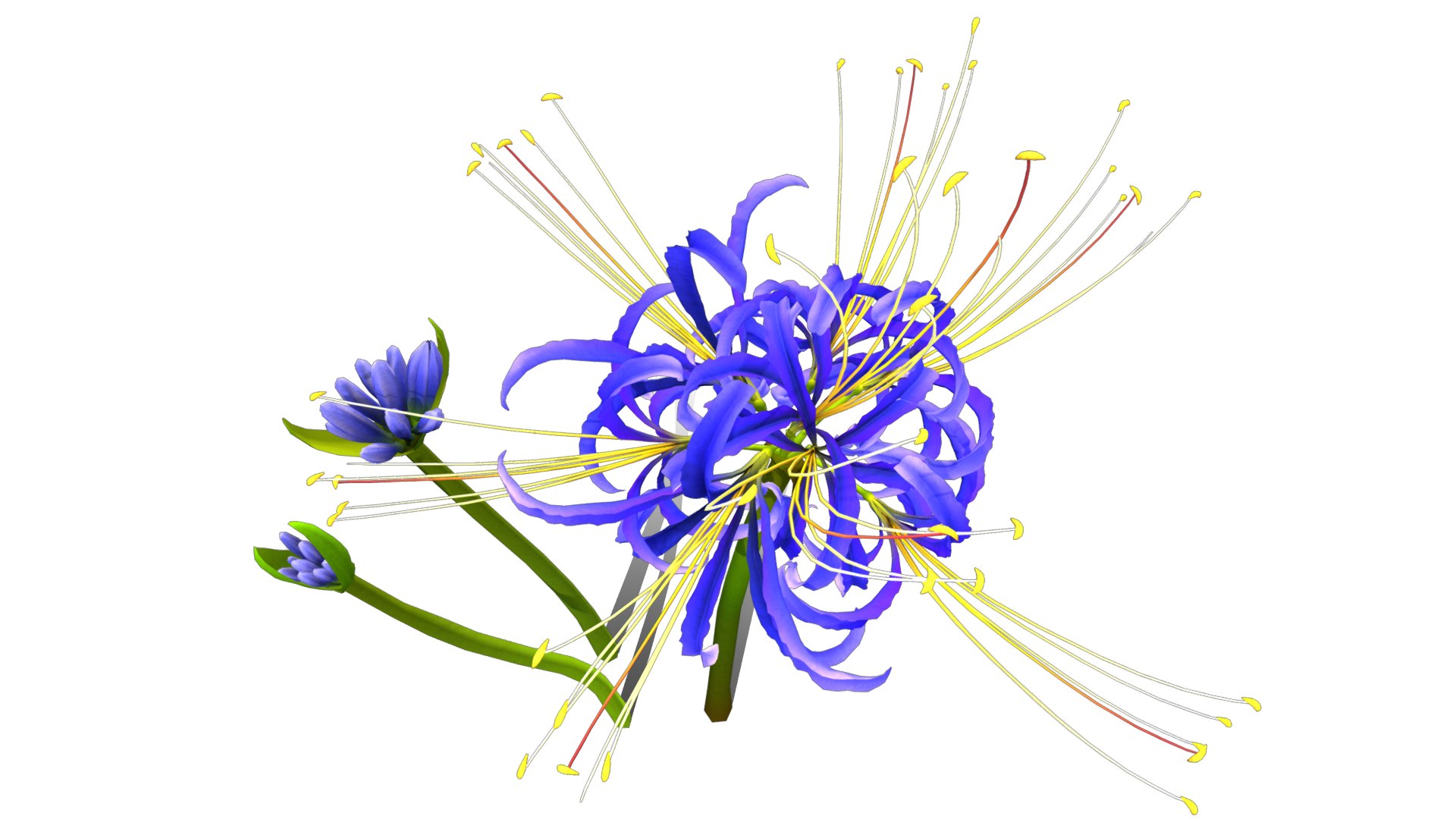 3D Flower Lycoris Radiata Model - TurboSquid 2133061