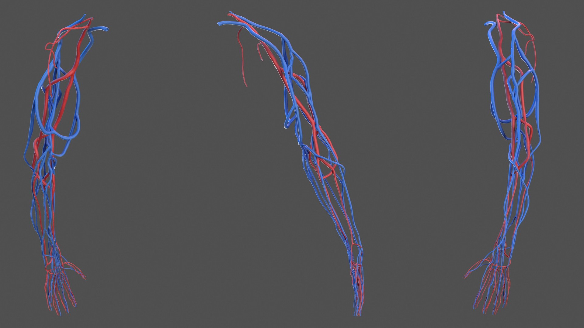Human Arm Cardiovascular Vascular 3D Model - TurboSquid 1459116