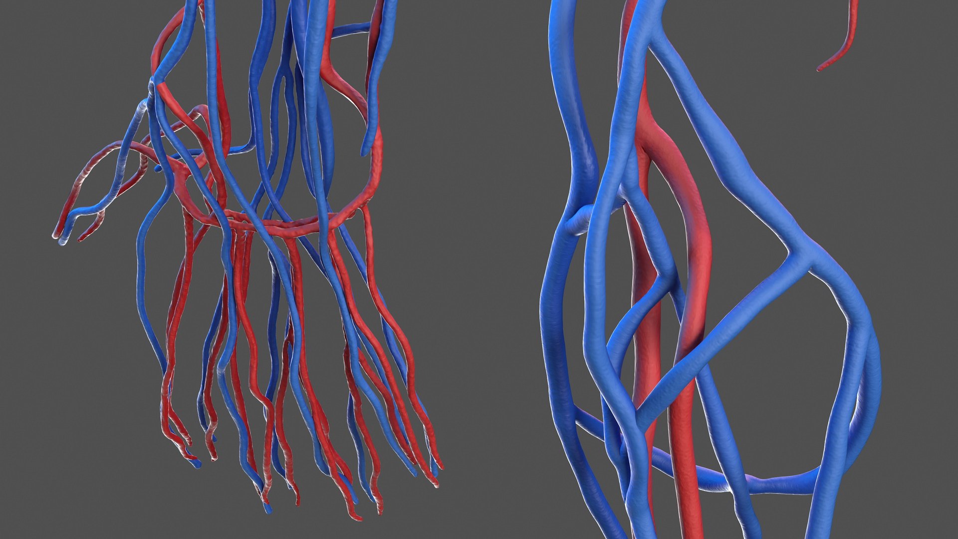 Human Arm Cardiovascular Vascular 3D Model - TurboSquid 1459116