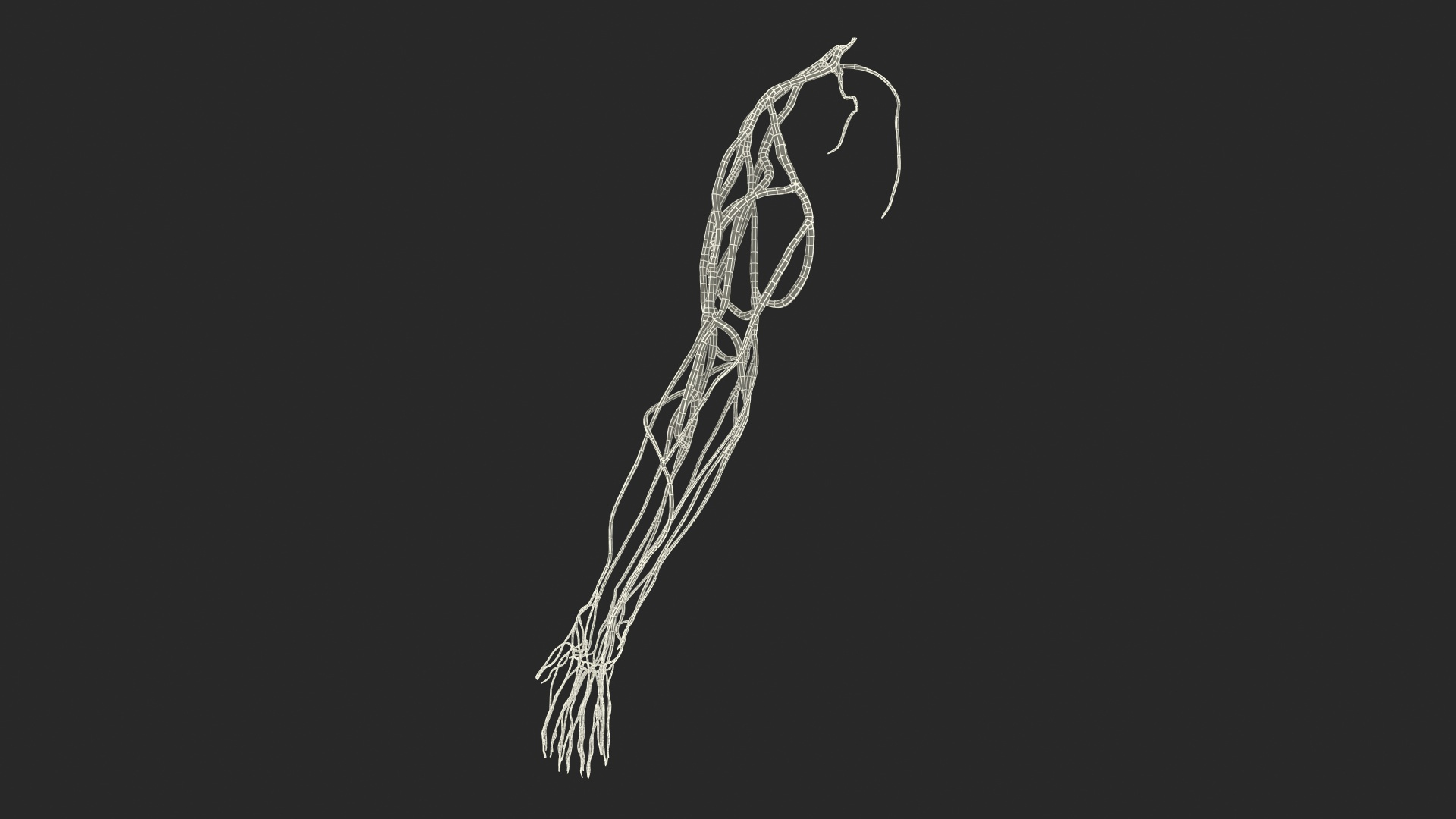 Human Arm Cardiovascular Vascular 3D Model - TurboSquid 1459116