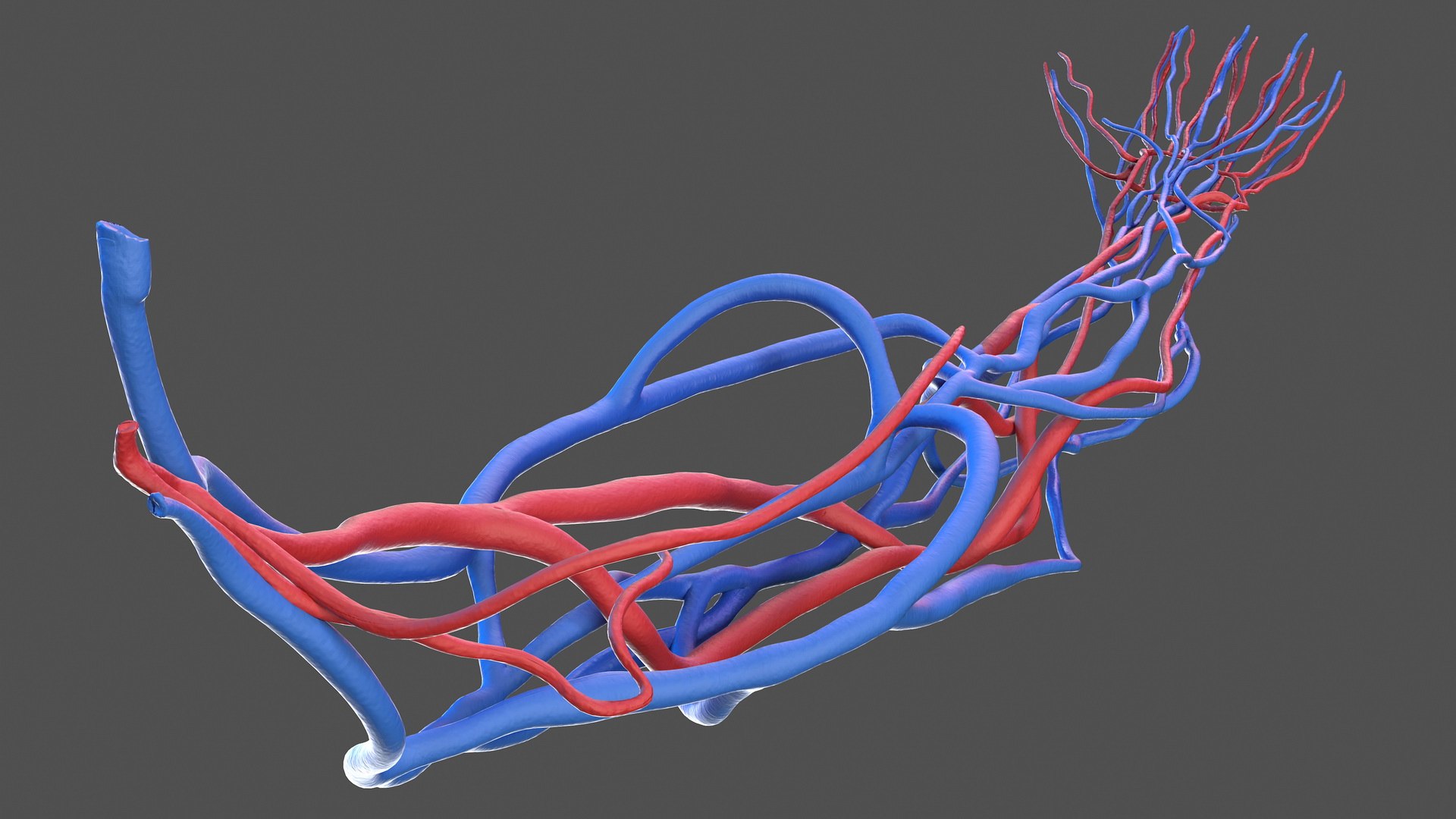 Human Arm Cardiovascular Vascular 3D Model - TurboSquid 1459116