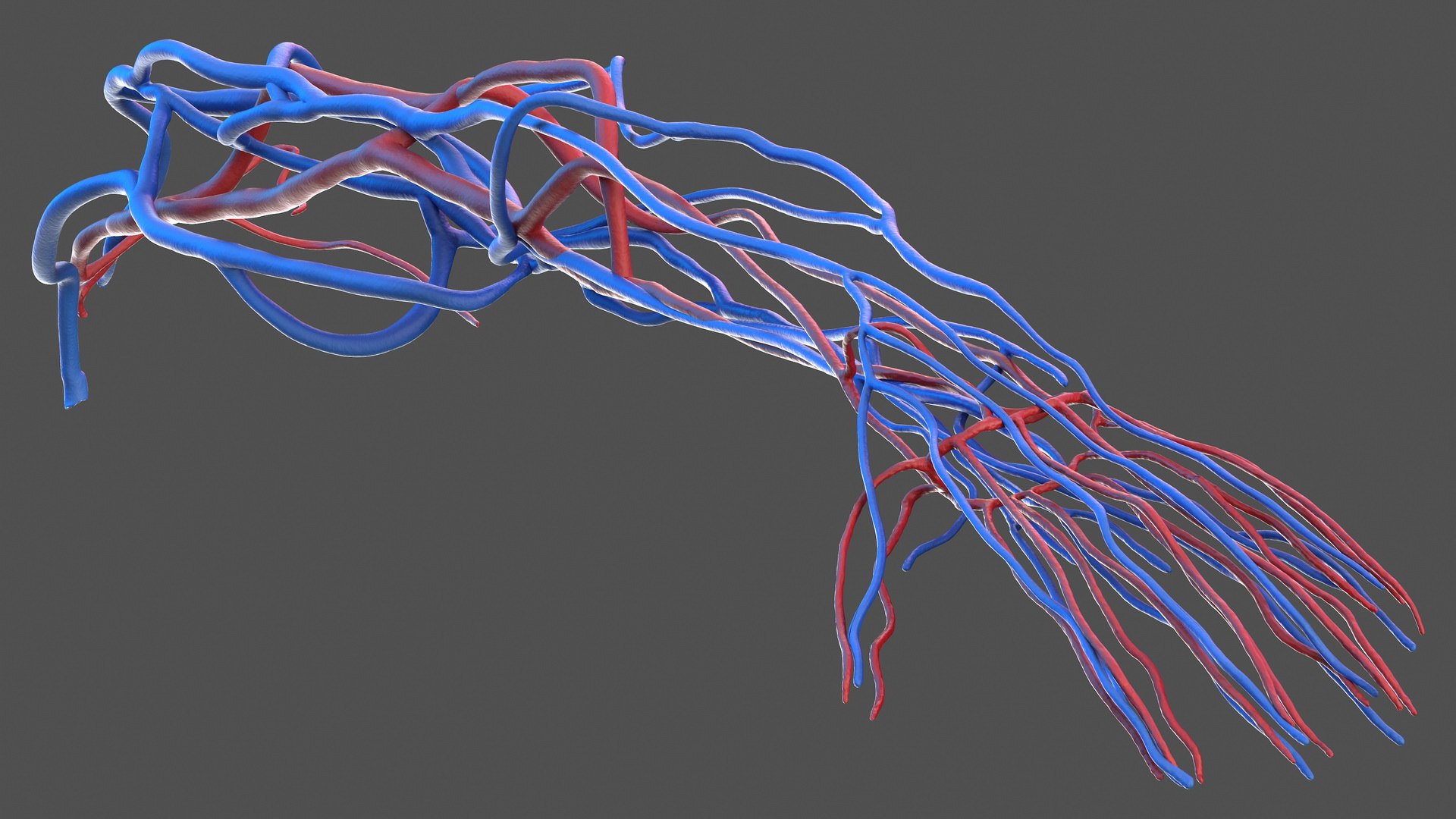 Human Arm Cardiovascular Vascular 3D Model - TurboSquid 1459116