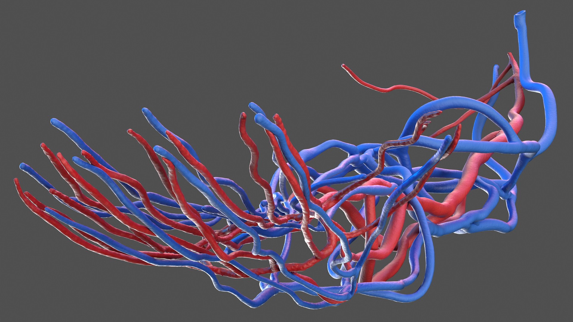 Human Arm Cardiovascular Vascular 3D Model - TurboSquid 1459116