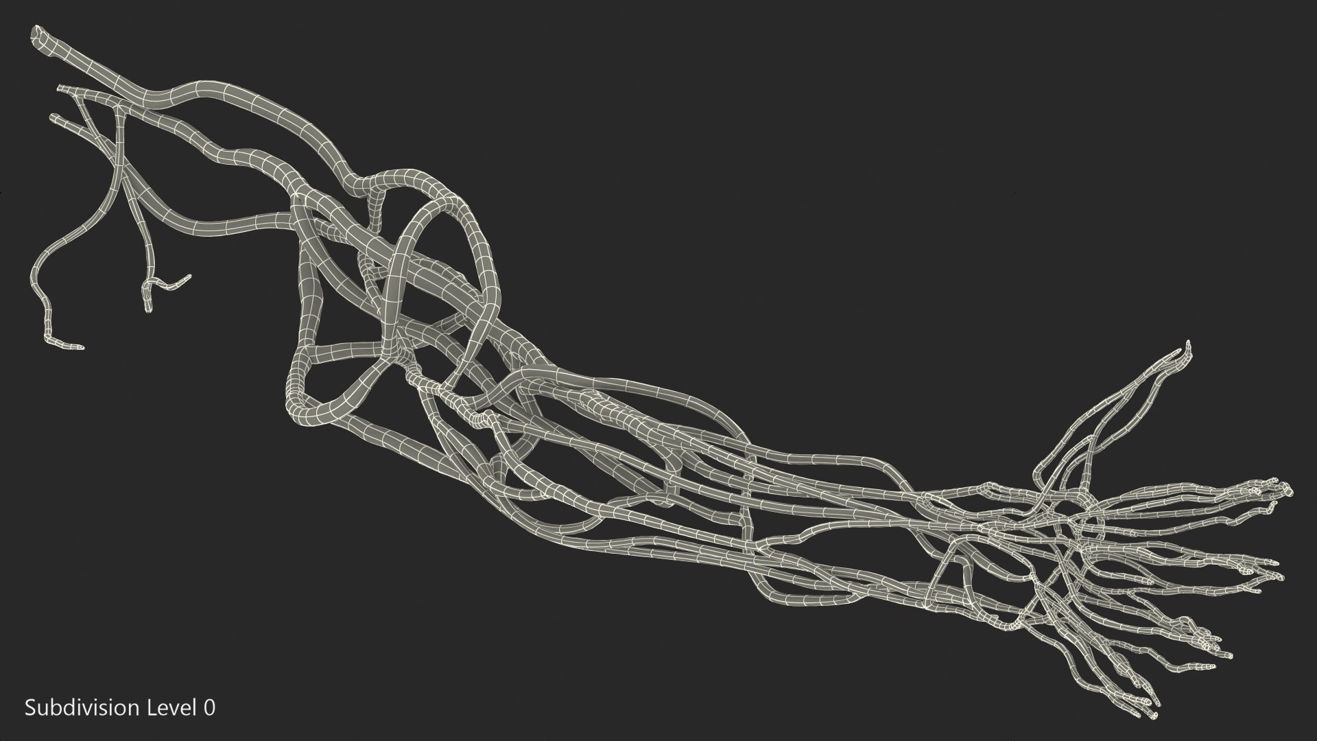 Human Arm Cardiovascular Vascular 3D Model - TurboSquid 1459116