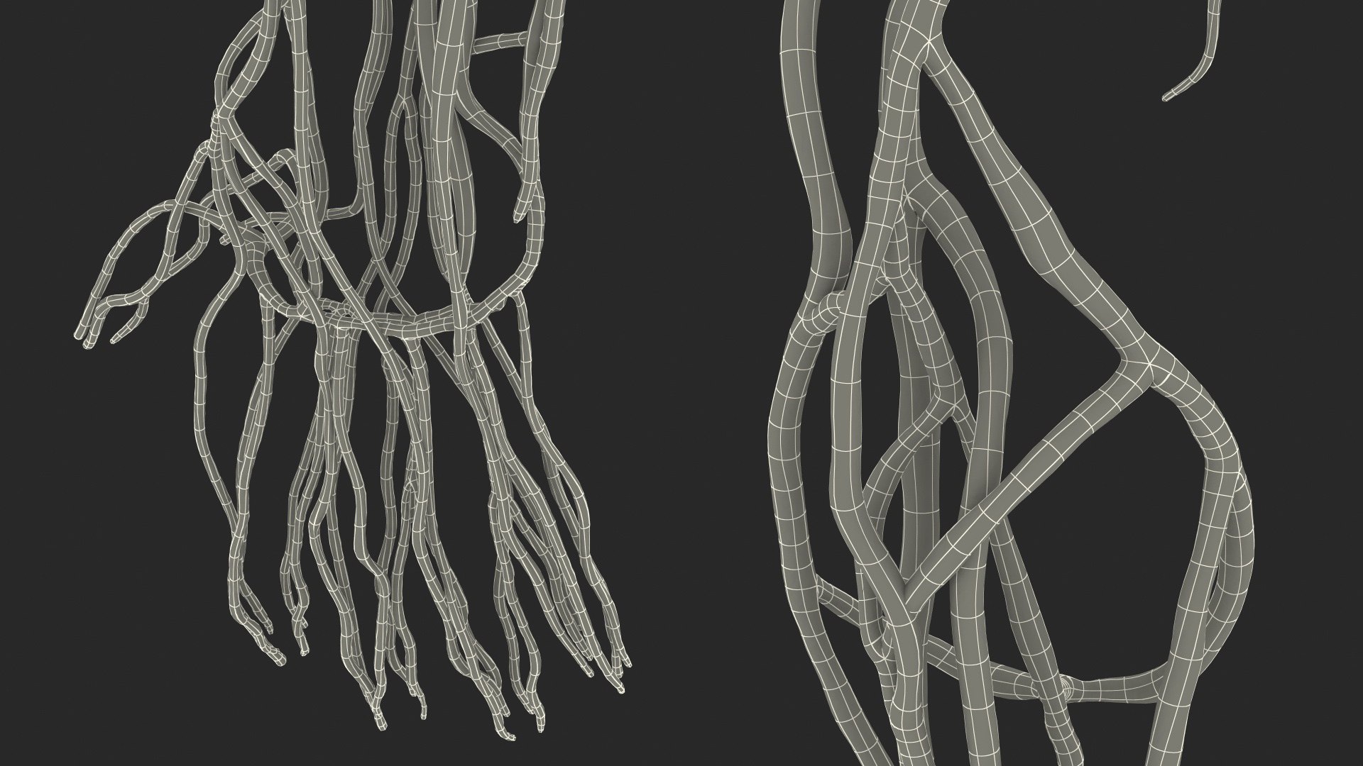 Human Arm Cardiovascular Vascular 3D Model - TurboSquid 1459116