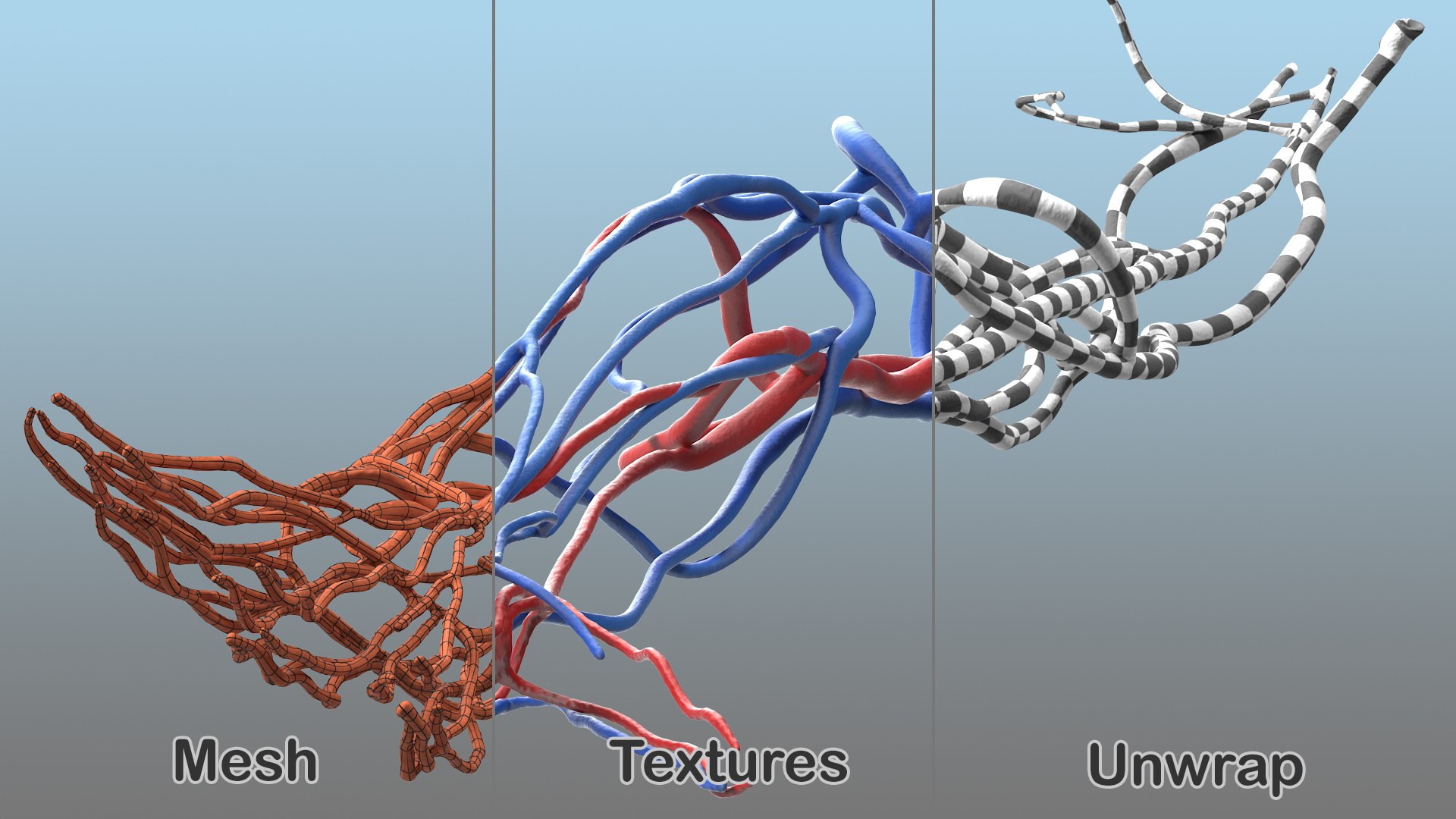 Human Arm Cardiovascular Vascular 3D Model - TurboSquid 1459116