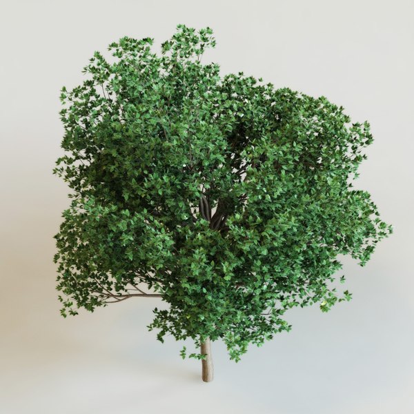 conocapus electrus 3d model