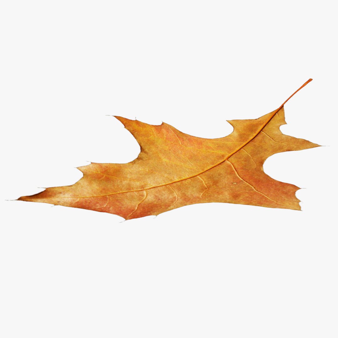 3D Autumn Leaf - TurboSquid 1222241